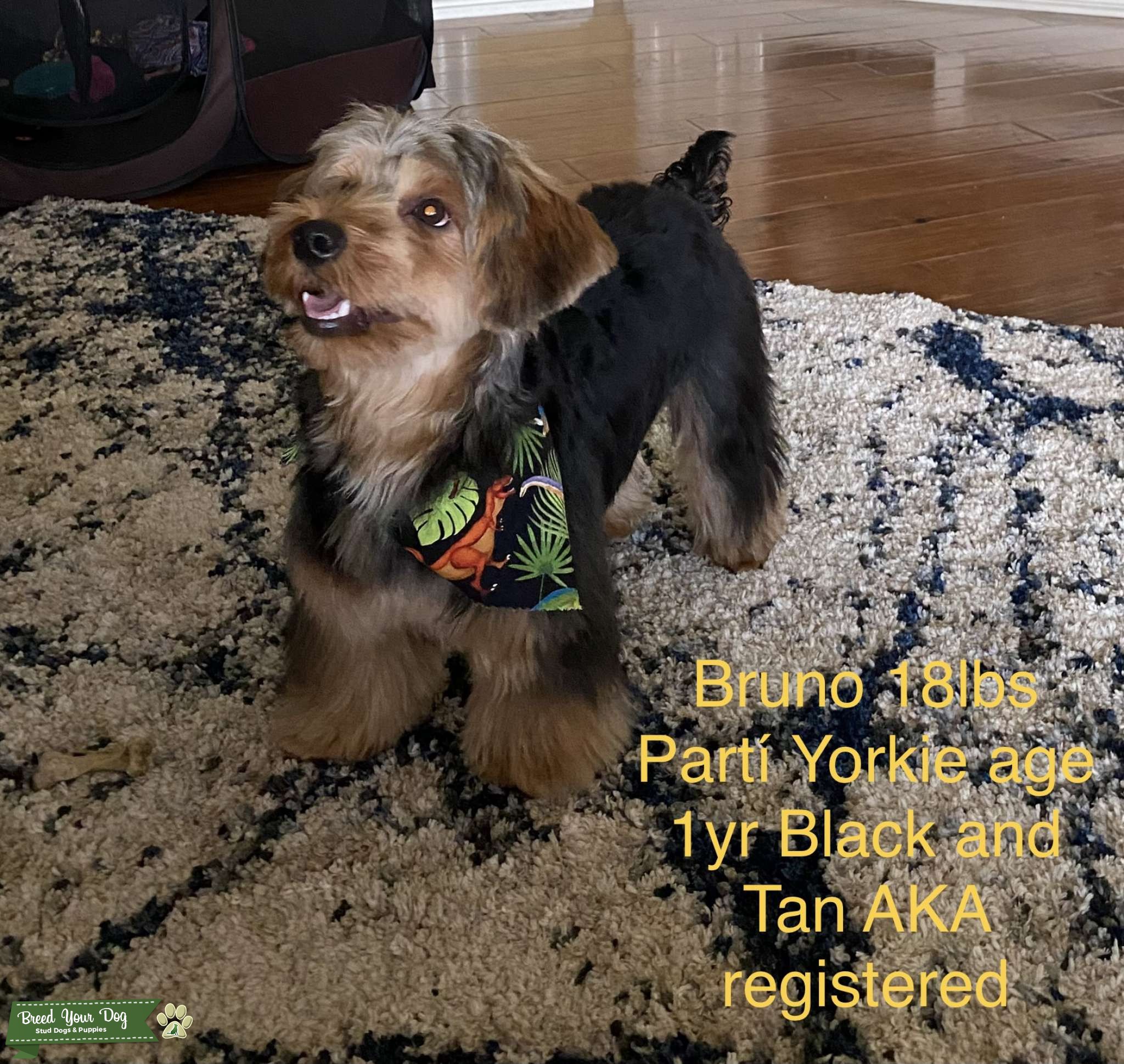 Meet Bruno - Stud Dog in Corona, California , Malaysia | Breed Your Dog