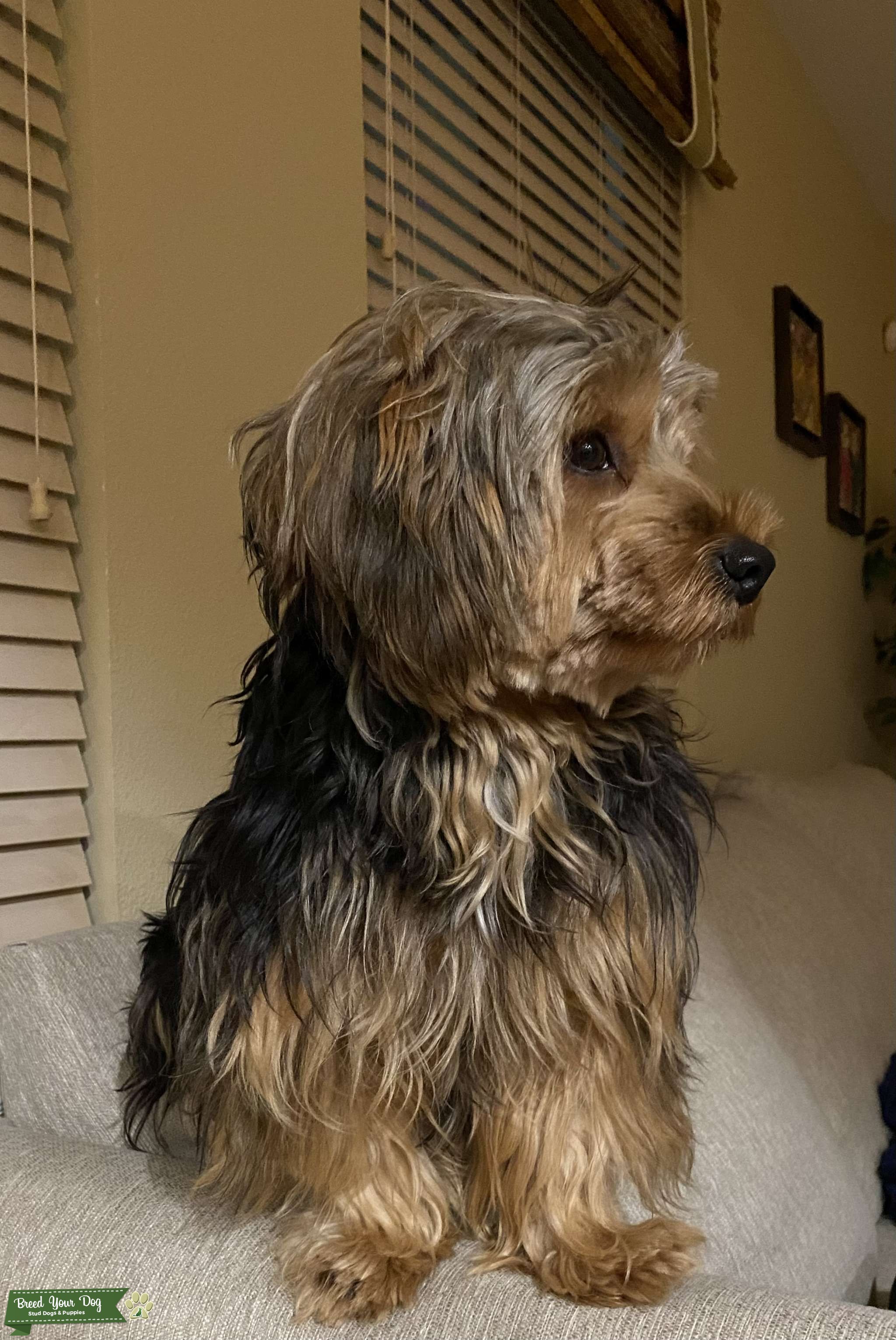 Meet Bruno - Stud Dog in Corona, California , the United States | Breed ...