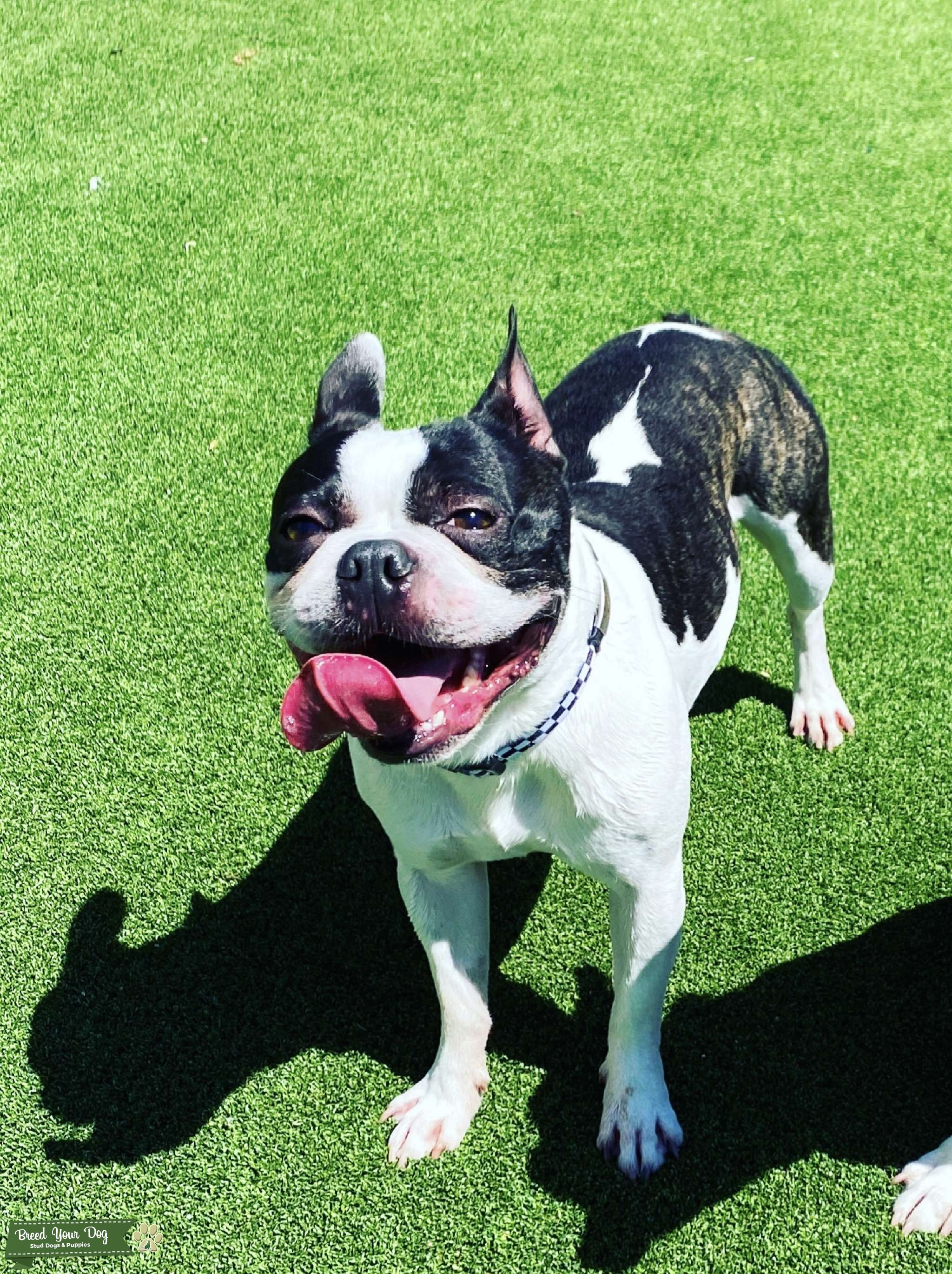 AKC Boston Terrier - Stud Dog in Texas, the United States | Breed Your Dog