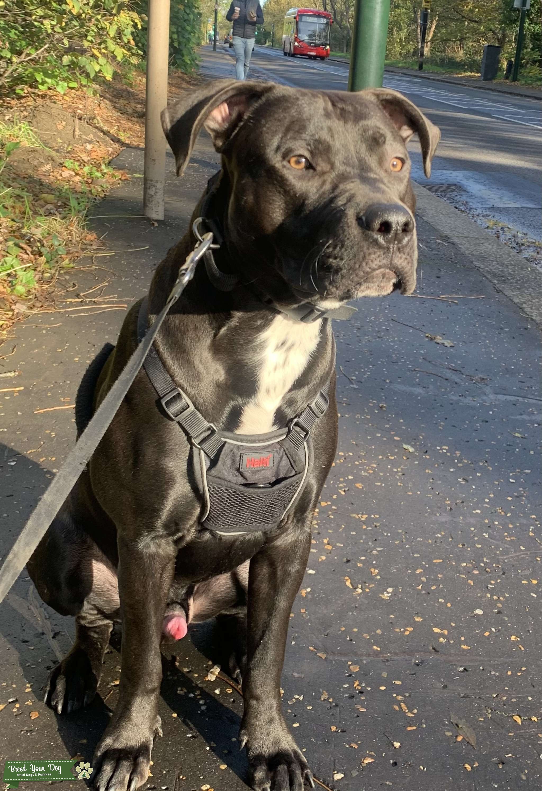 XL Bully - Stud Dog in London, Portugal | Breed Your Dog