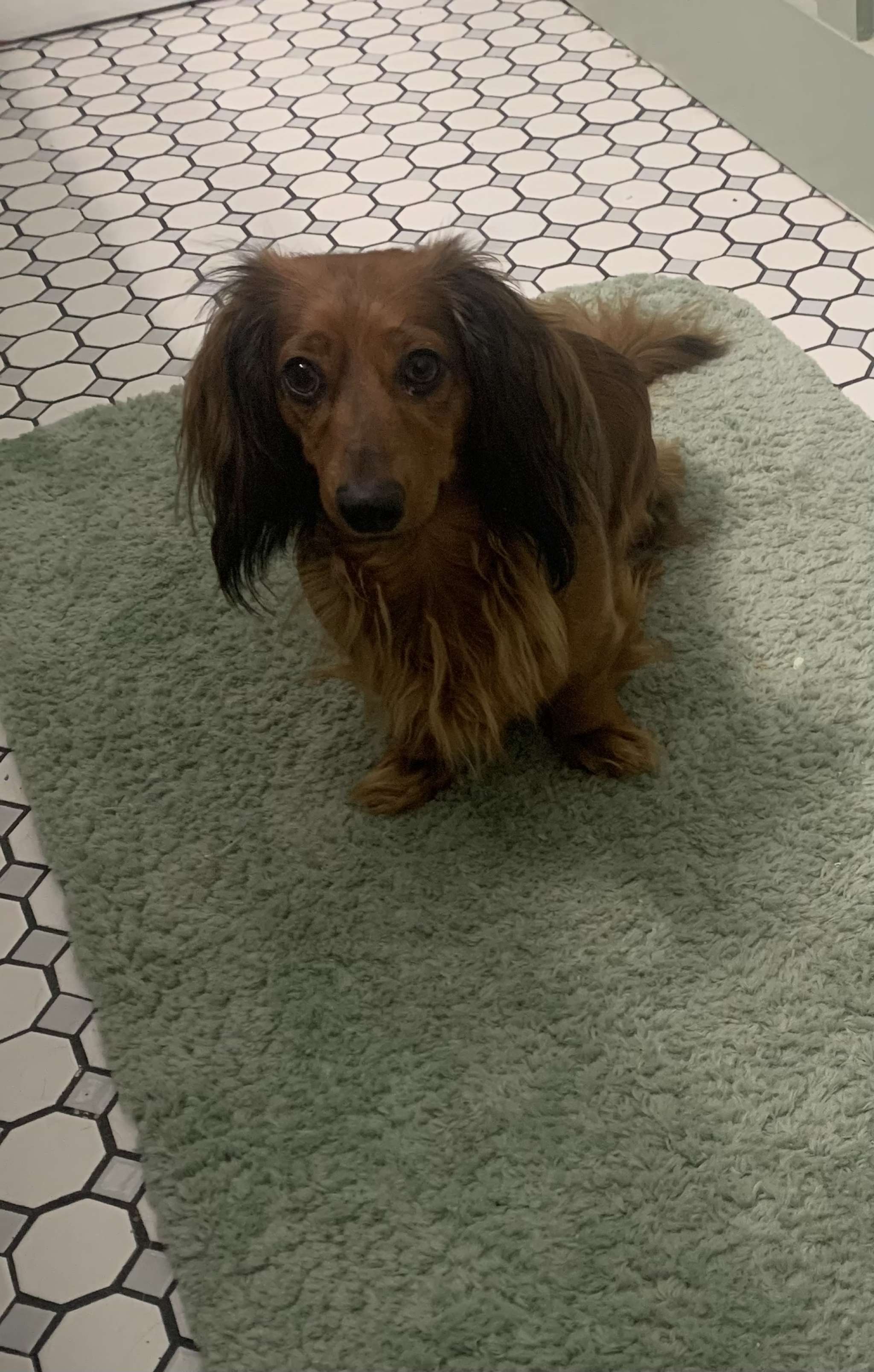 Mini long hair-shaded red - Stud Dog in Texas, United States | Breed ...