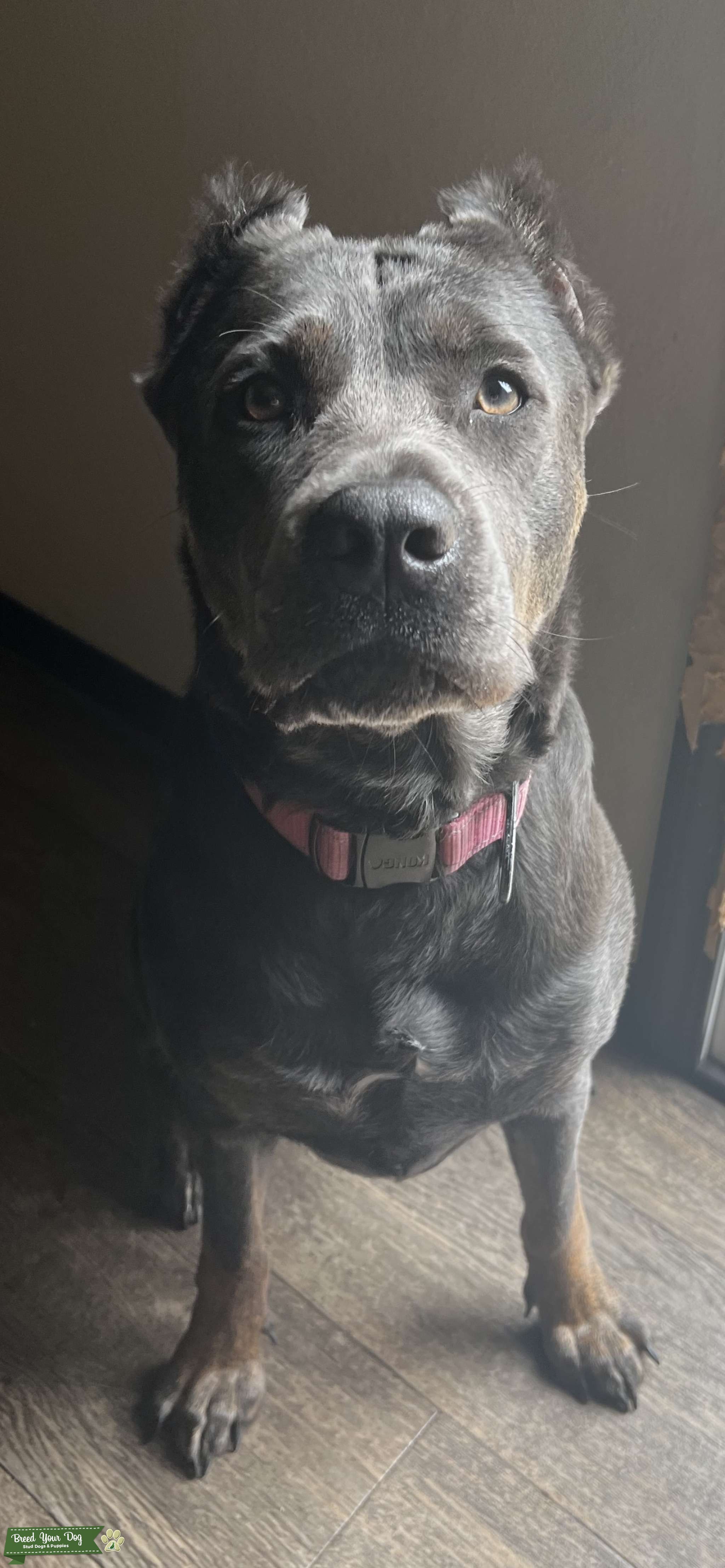 Tri-Blue Cane Corso Female - Stud Dog in Mississippi, the United States ...