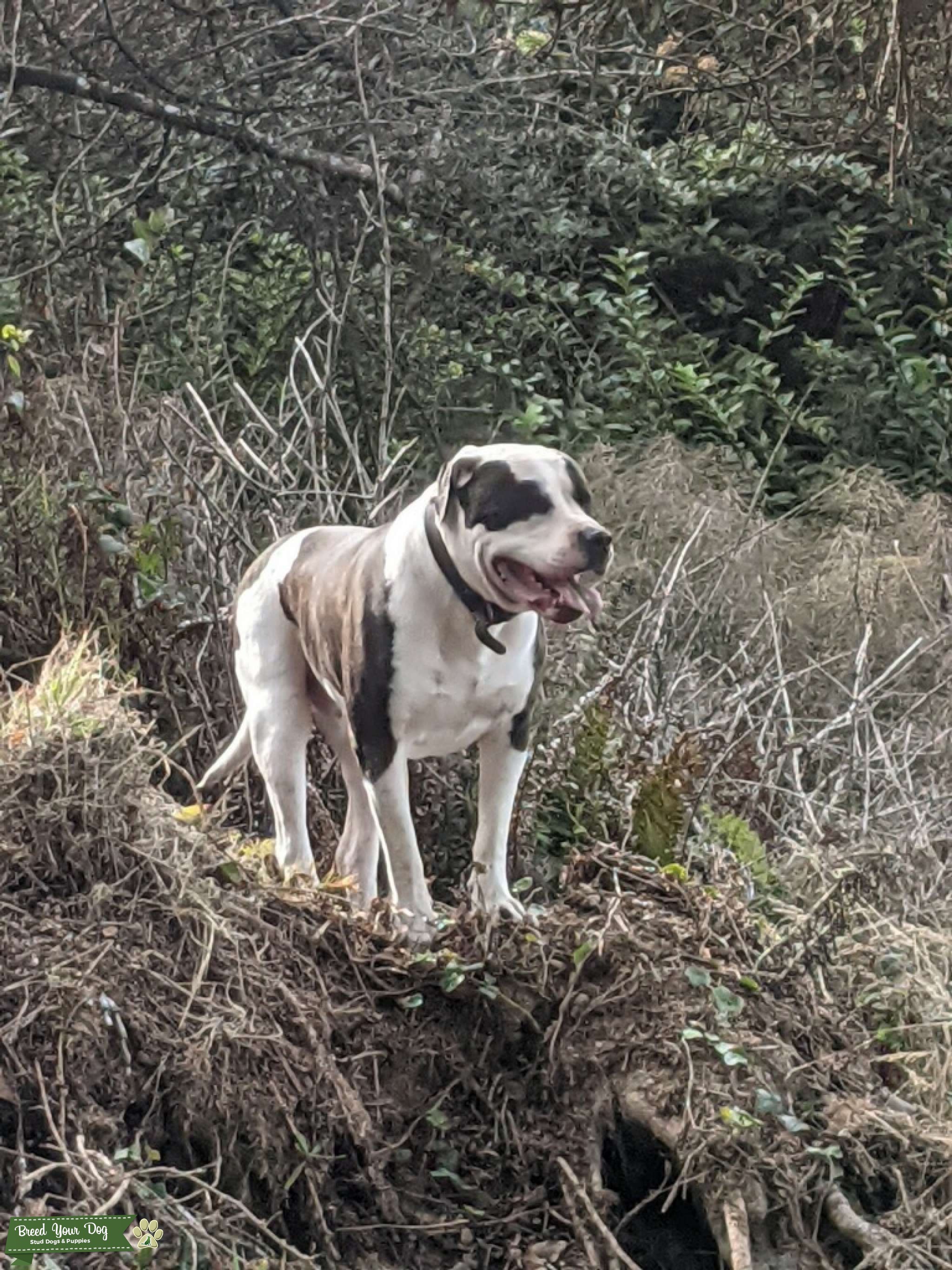 American Bulldog Scott - Stud Dog in Idaho, the United States | Breed ...