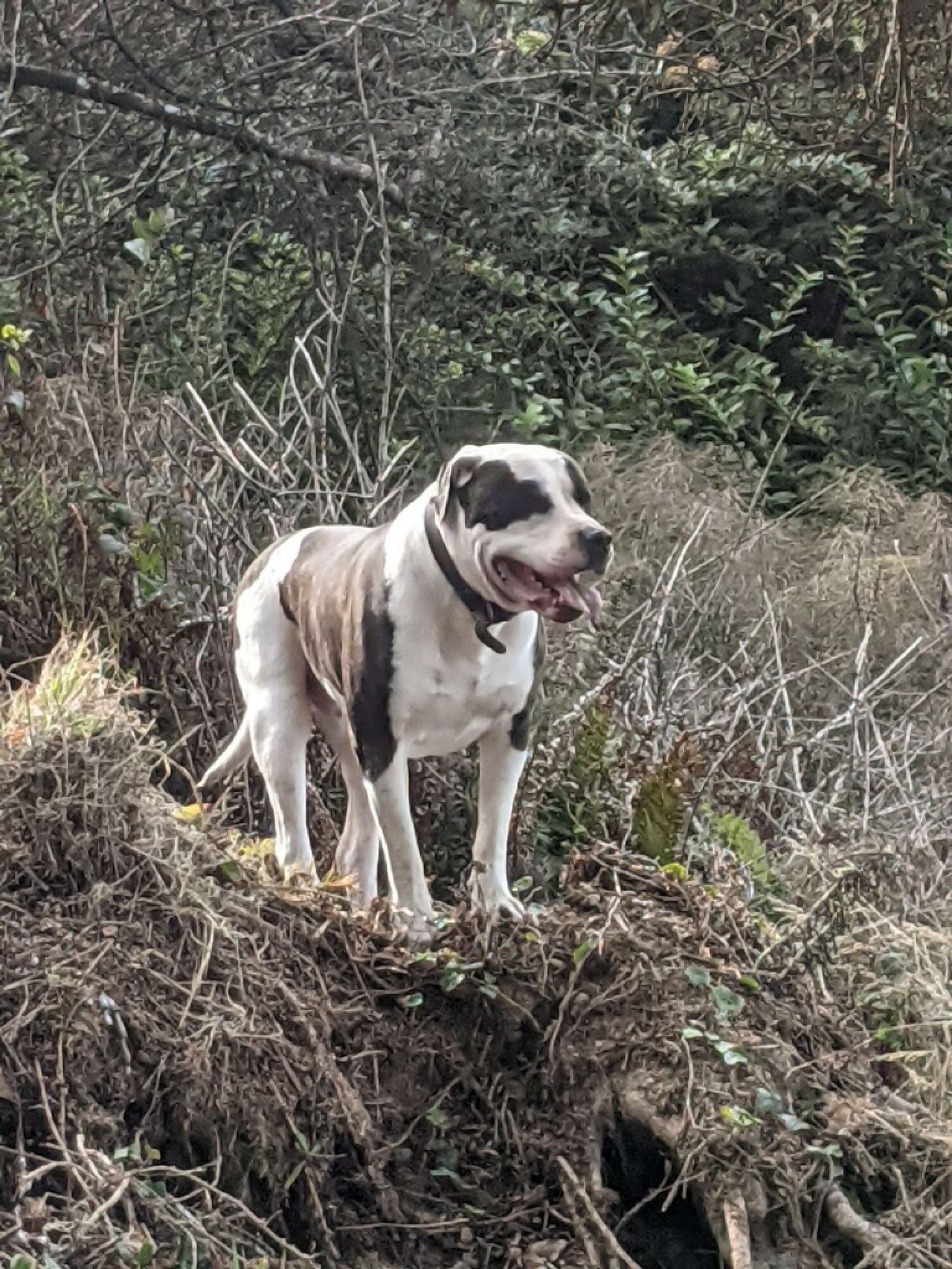 American Bulldog Scott - Stud Dog in Idaho, United States | Breed Your Dog
