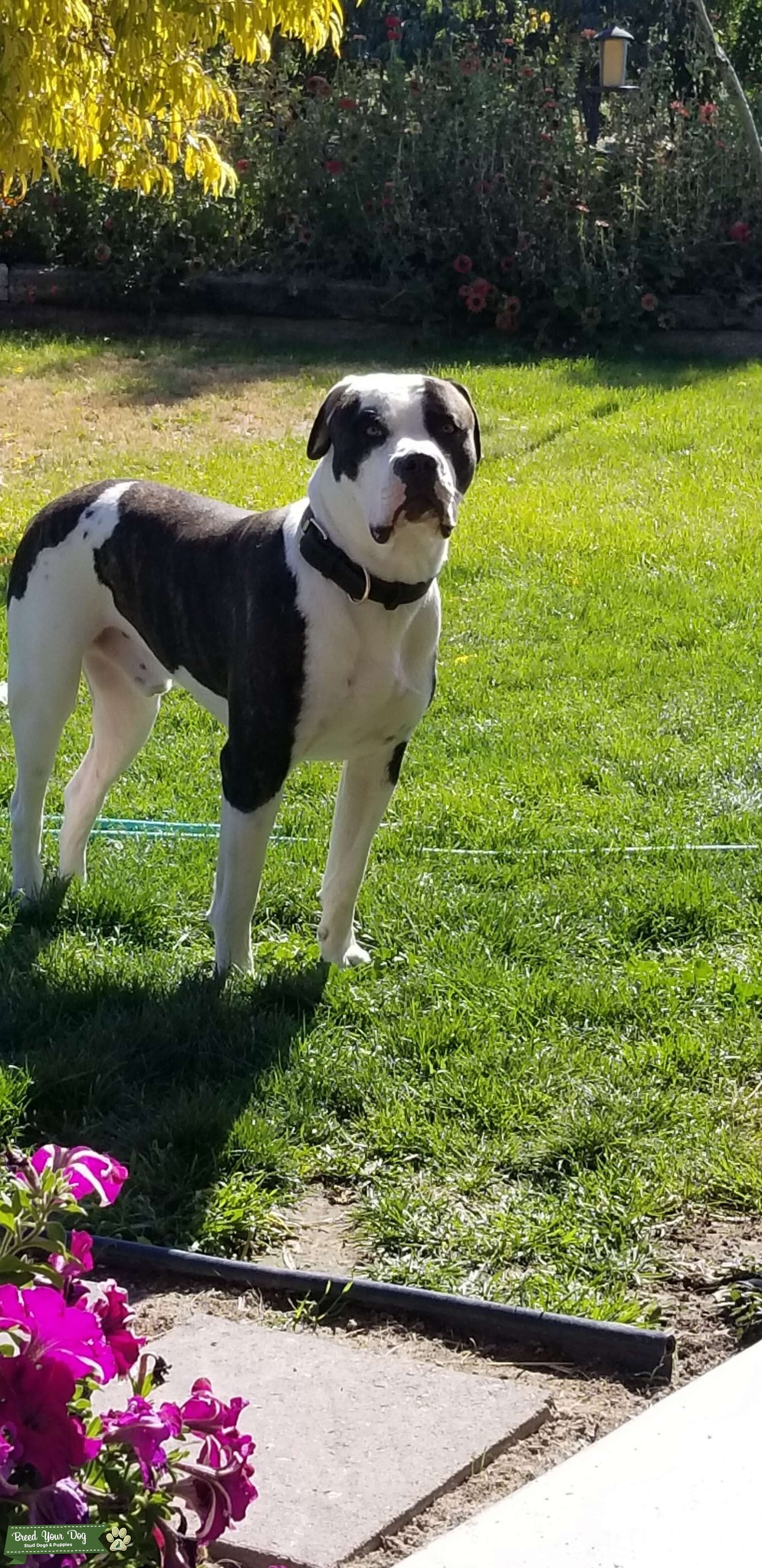 American Bulldog Scott - Stud Dog in Idaho, the United States | Breed ...