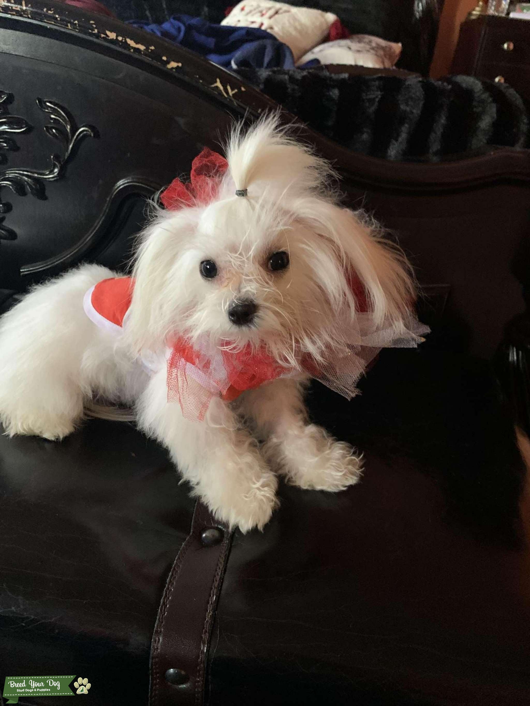 Pure Breed Female Maltese Looking to mate - Stud Dog in Will County ...