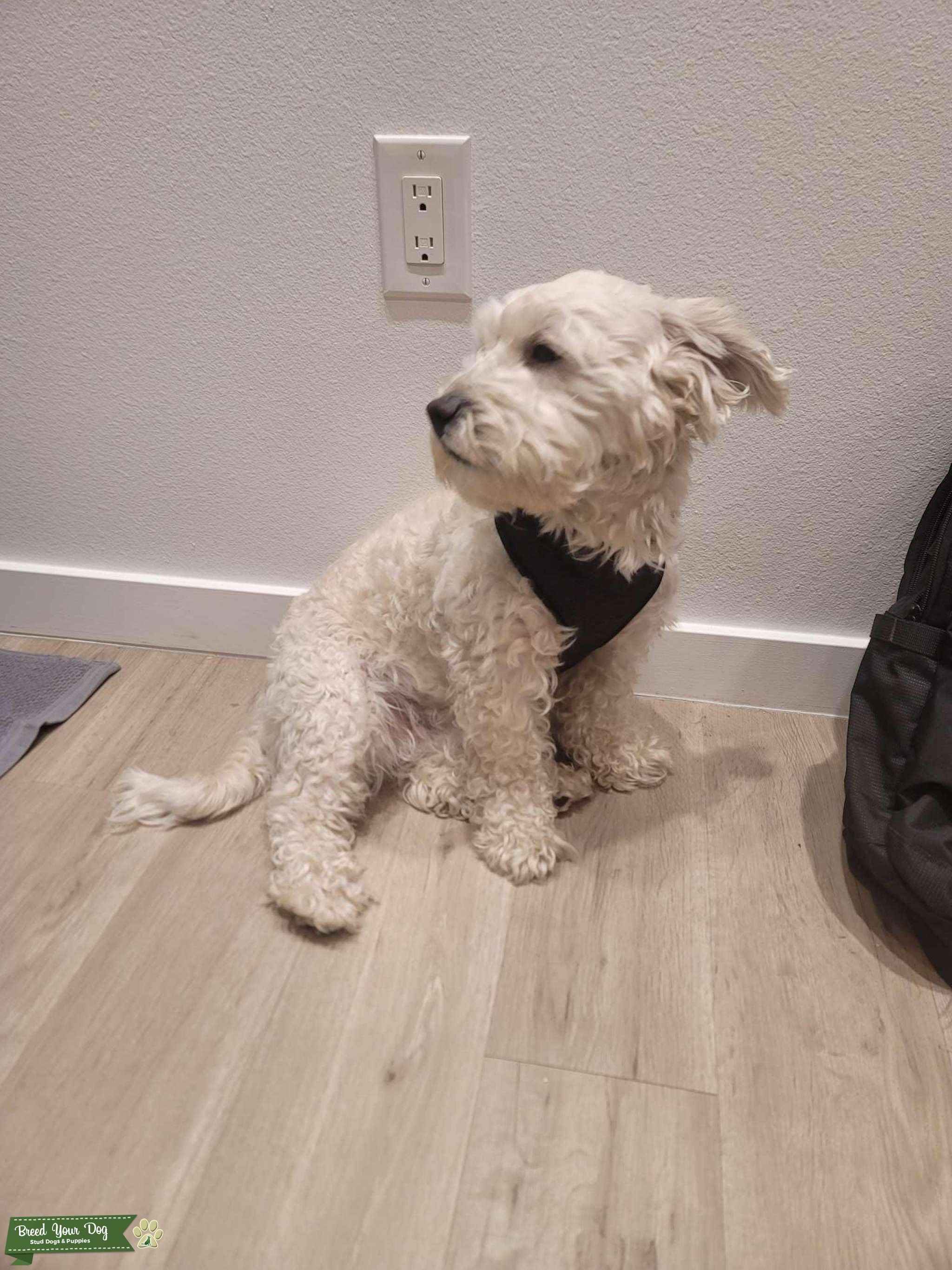 Bichon Frise/lhasa Apso - Stud Dog in Arizona, the United States ...