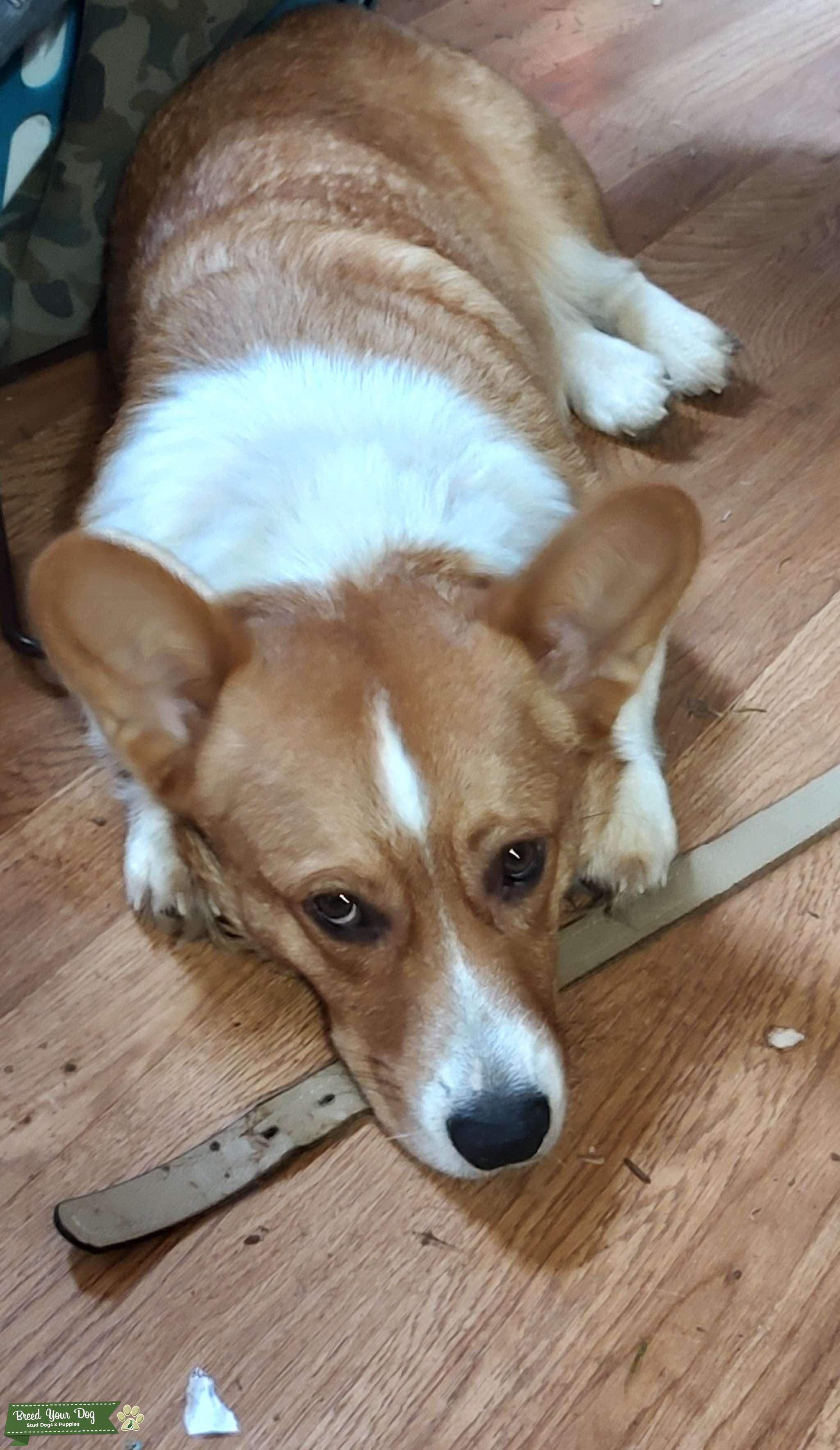 Male corgi for stud - Stud Dog in OR, United States | Breed Your Dog