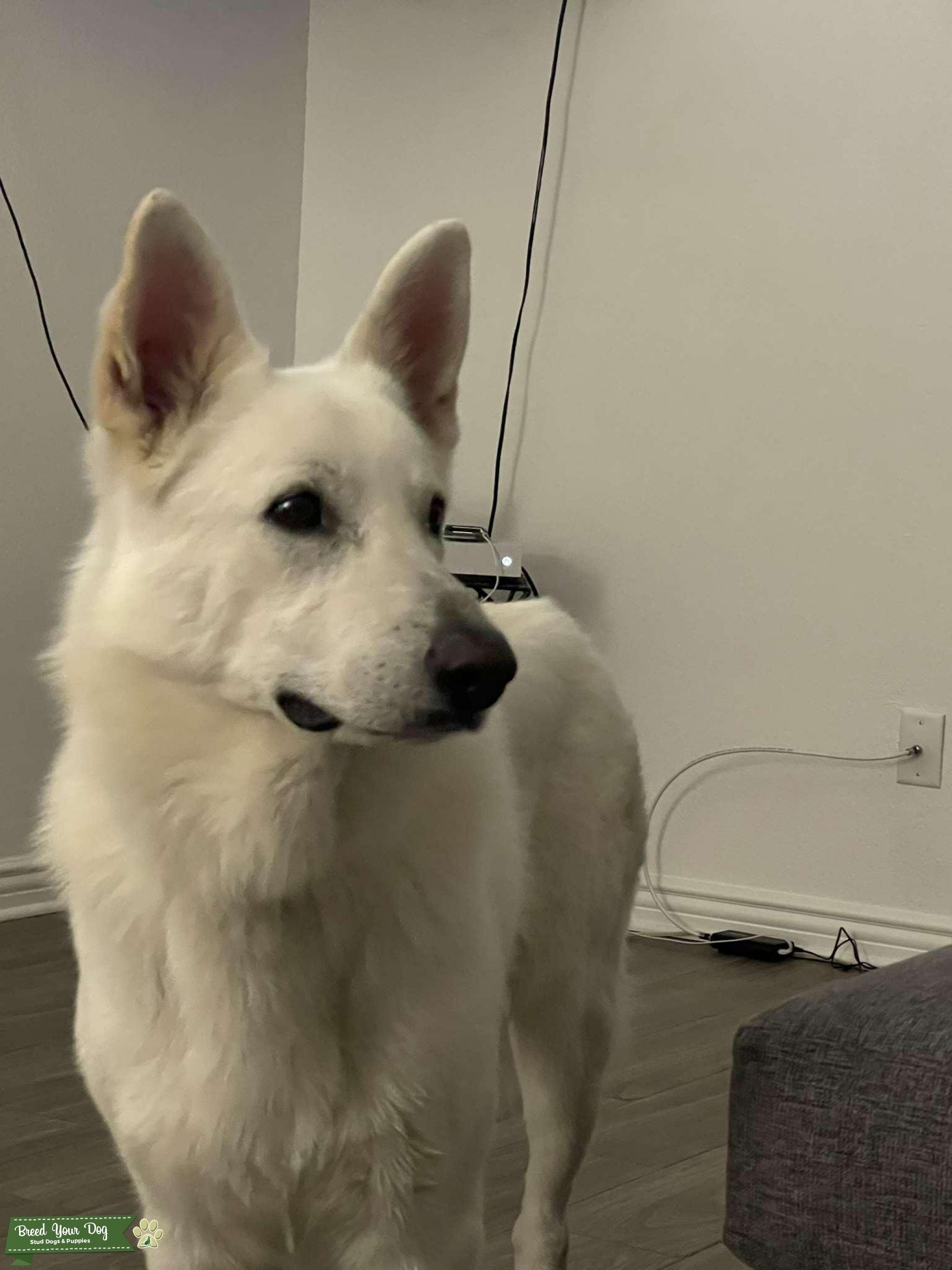 White German Shepherd - Stud Dog Riverside - Breed Your Dog