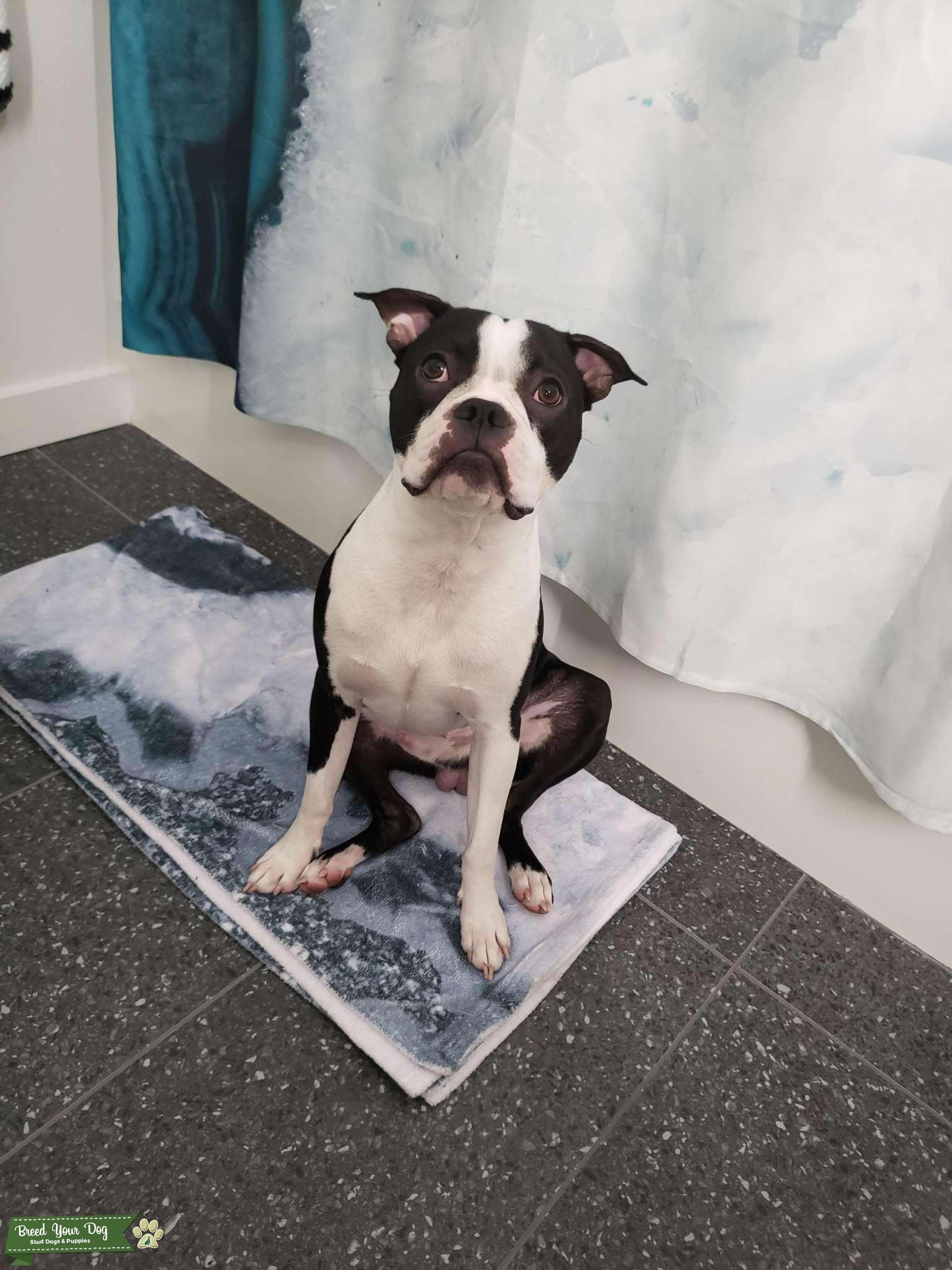 Beautiful Boston Terrier Stud - Stud Dog in California, the United ...