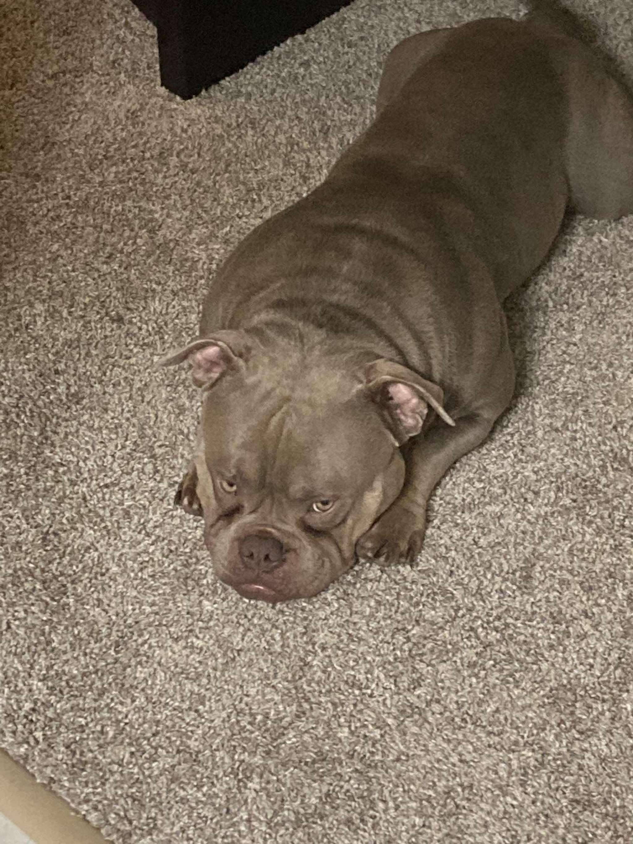 Exotic/Pocket Bully - Stud Dog in Florida, United States | Breed Your Dog