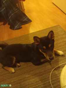Tri-colored shiba (male) - Stud Dog Michigan - Breed Your Dog