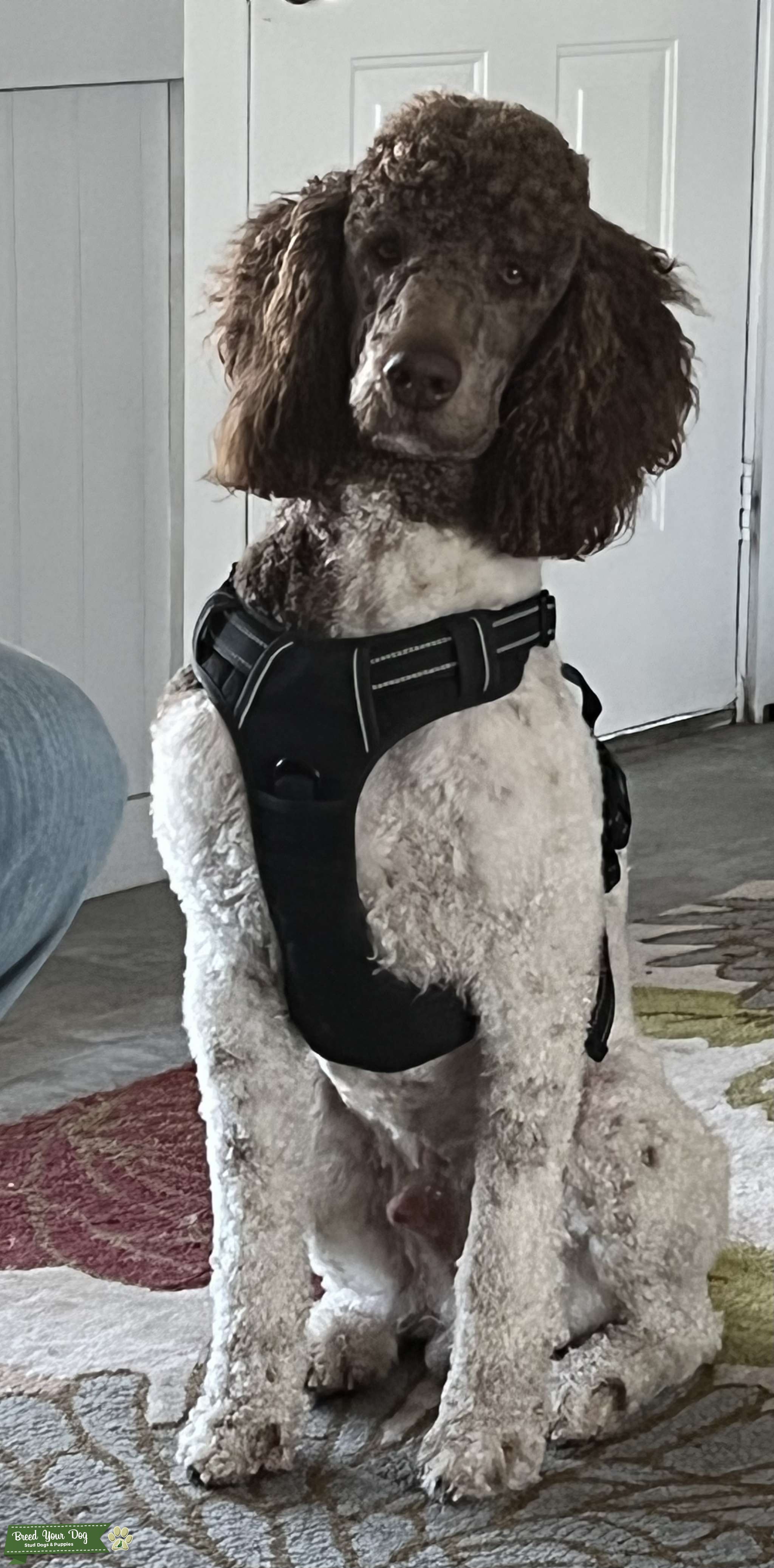 Brown Phantom Parti Standard - Stud Dog in Houston TX area , Thailand ...