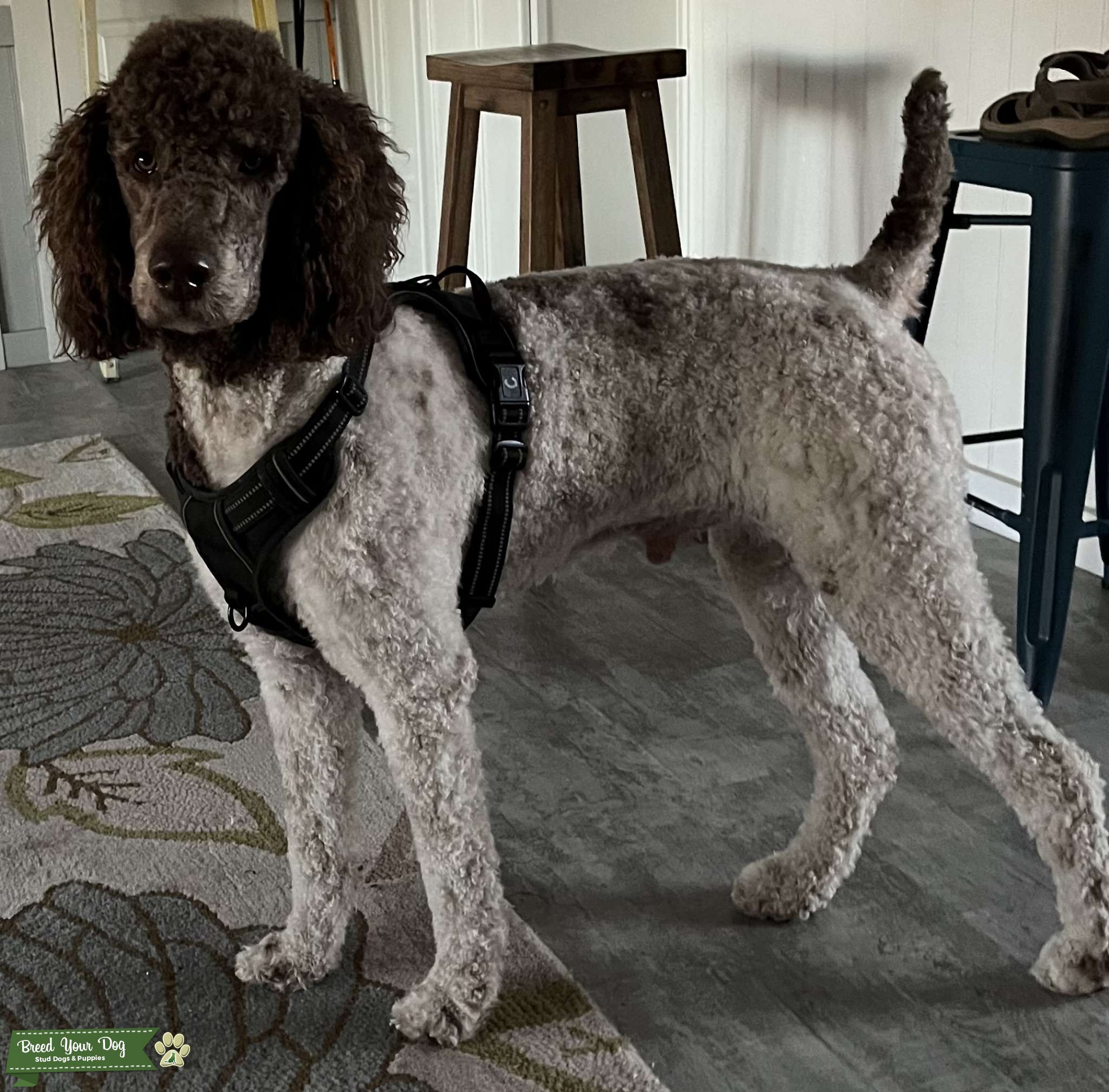 Brown Phantom Parti Standard - Stud Dog in Houston TX area , Costa Rica ...