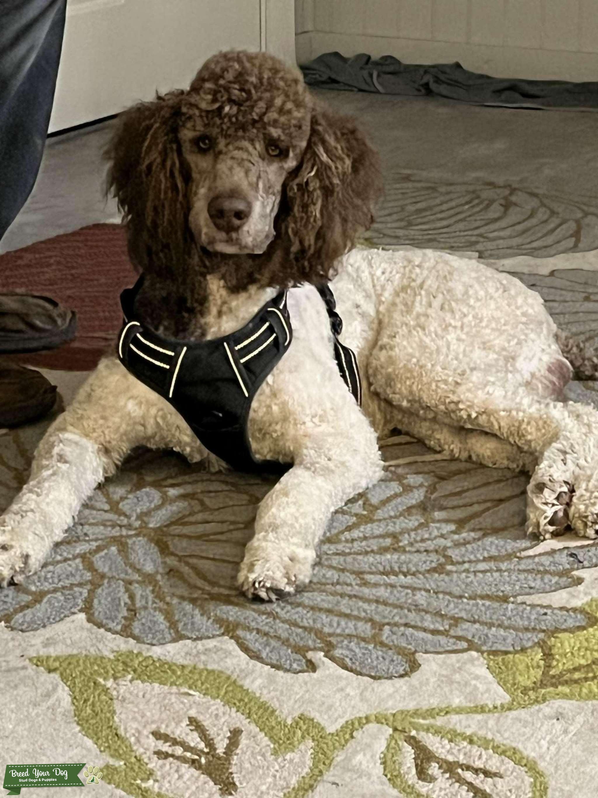 Brown Phantom Parti Standard - Stud Dog in Houston TX area , Costa Rica ...