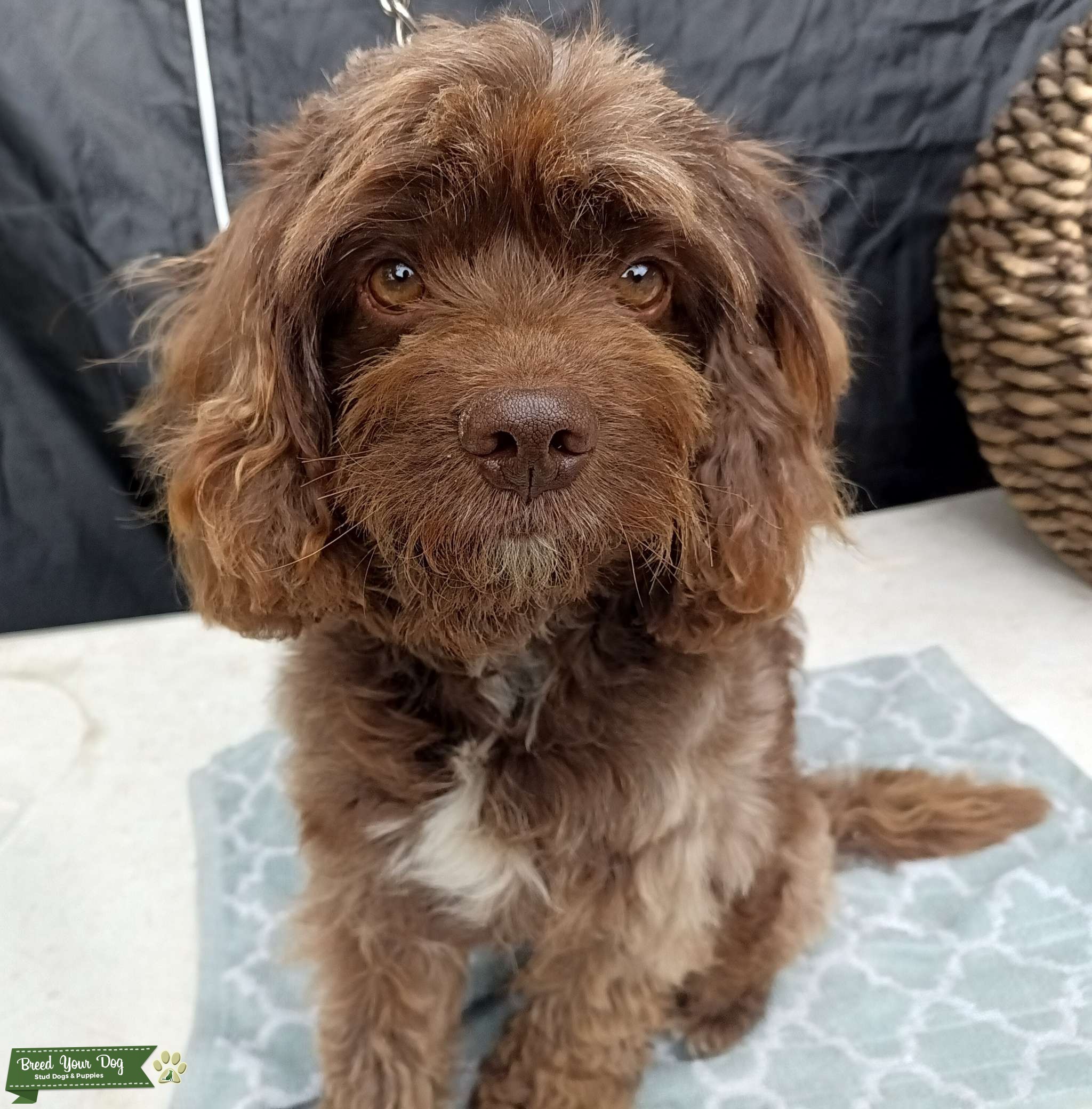 Chocolate brown cockapoo - Stud Dog California, Central Valley - Breed Your Dog