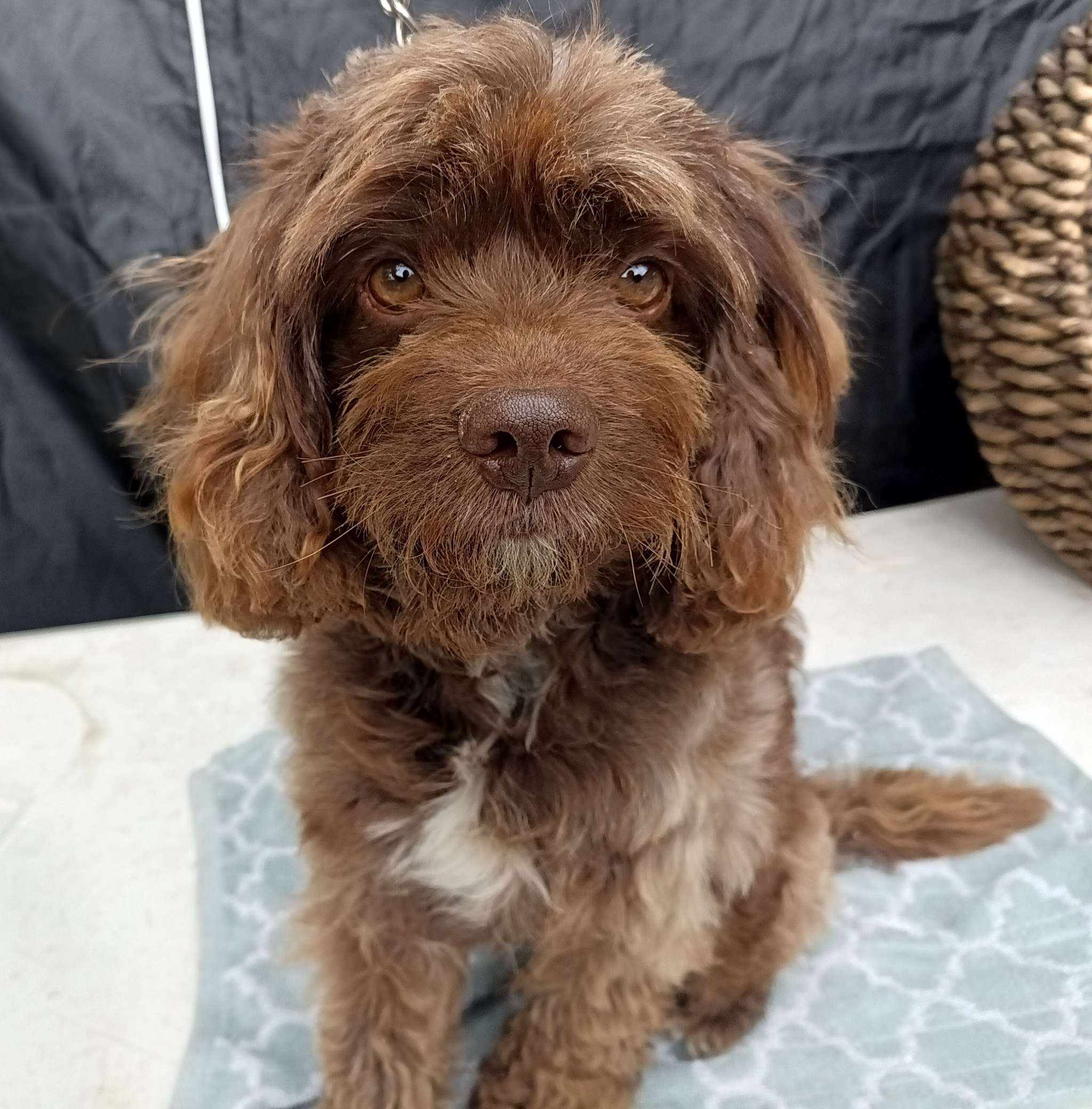 Chocolate brown cockapoo - Stud Dog in California, Central Valley ...