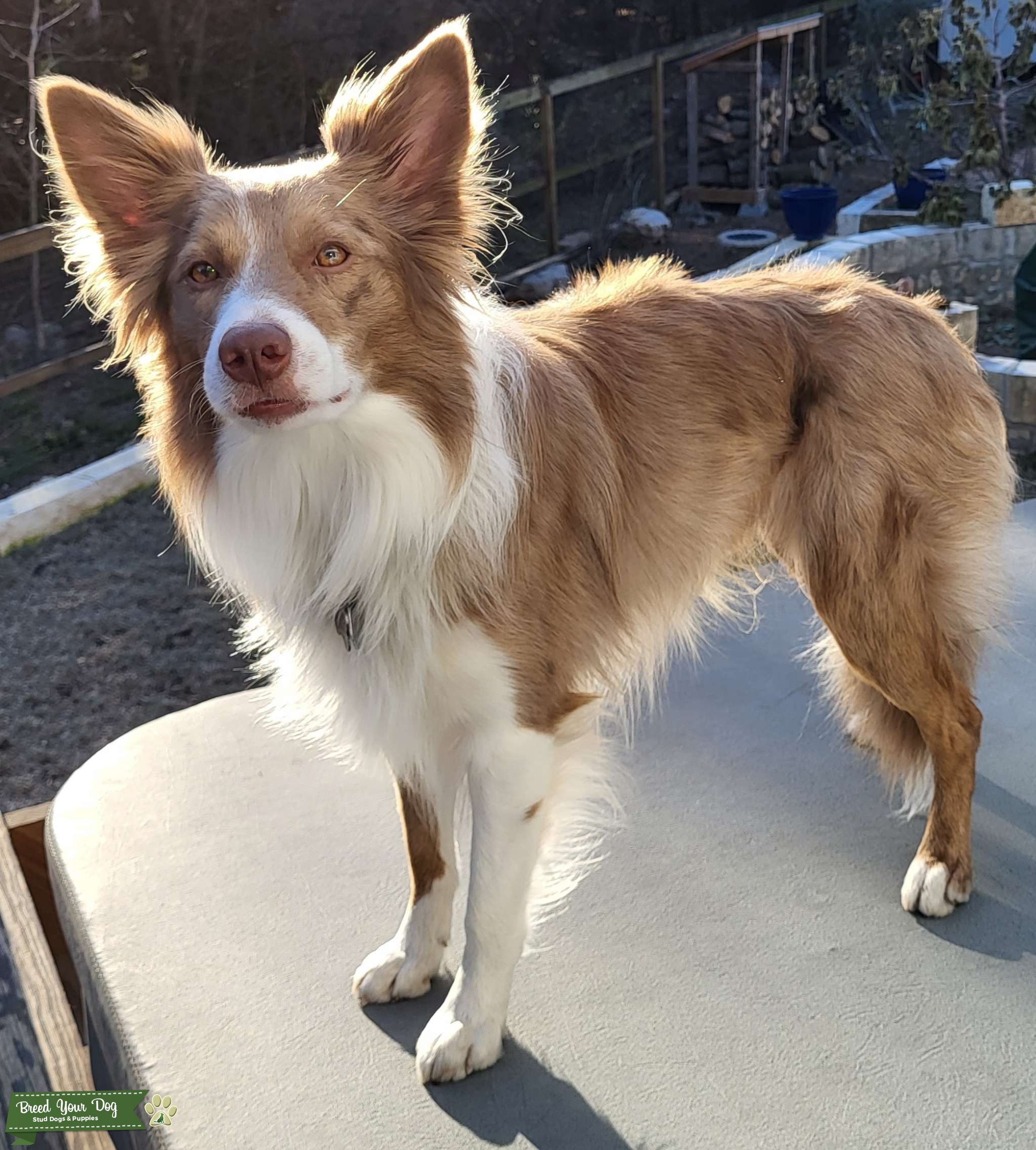 Male Lilac Merle Border Collie - Stud Dog in San Antonio, Texas, the ...