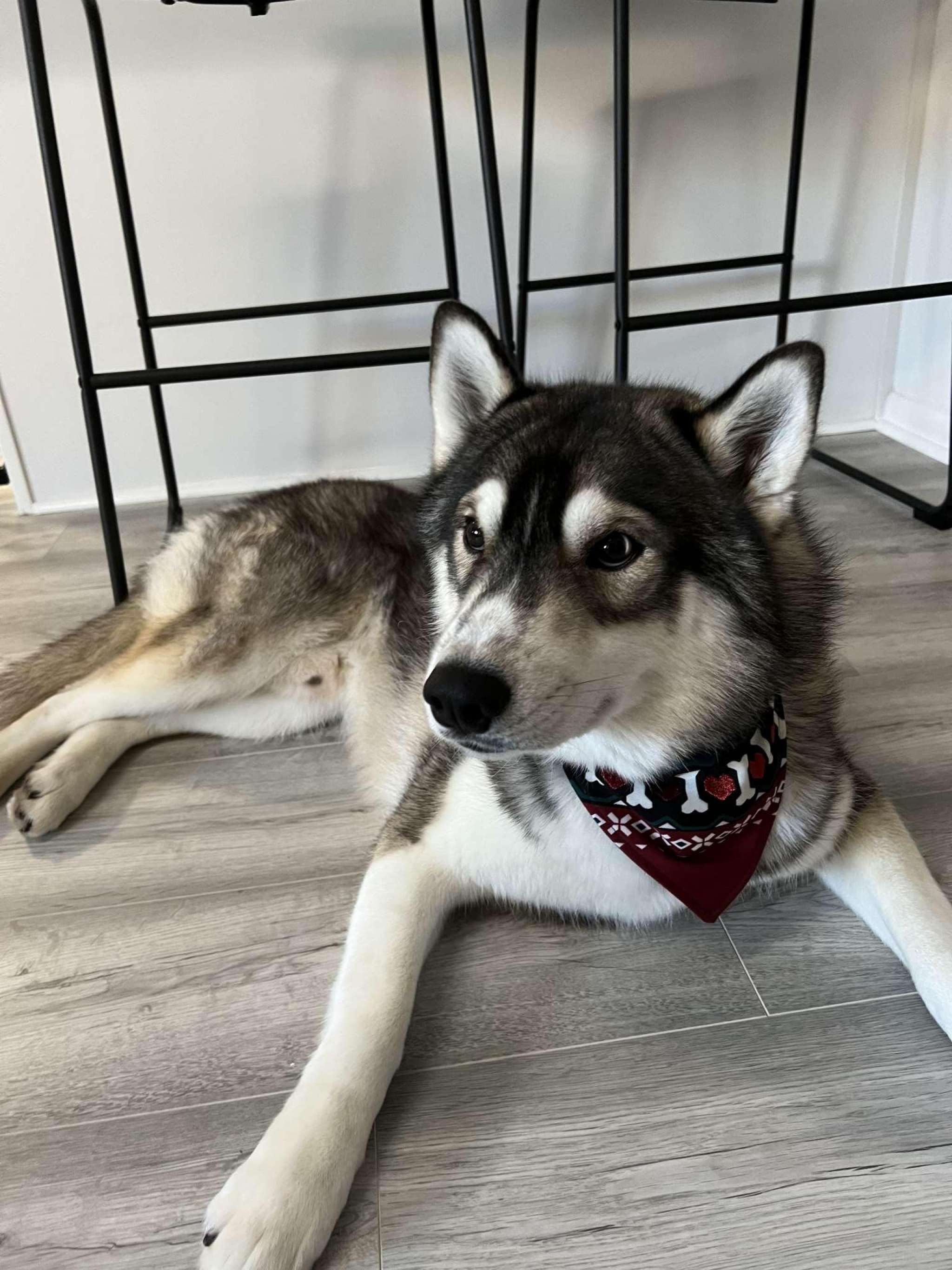Pure bread Siberian husky - Stud Dog in Virginia Beach , United States ...