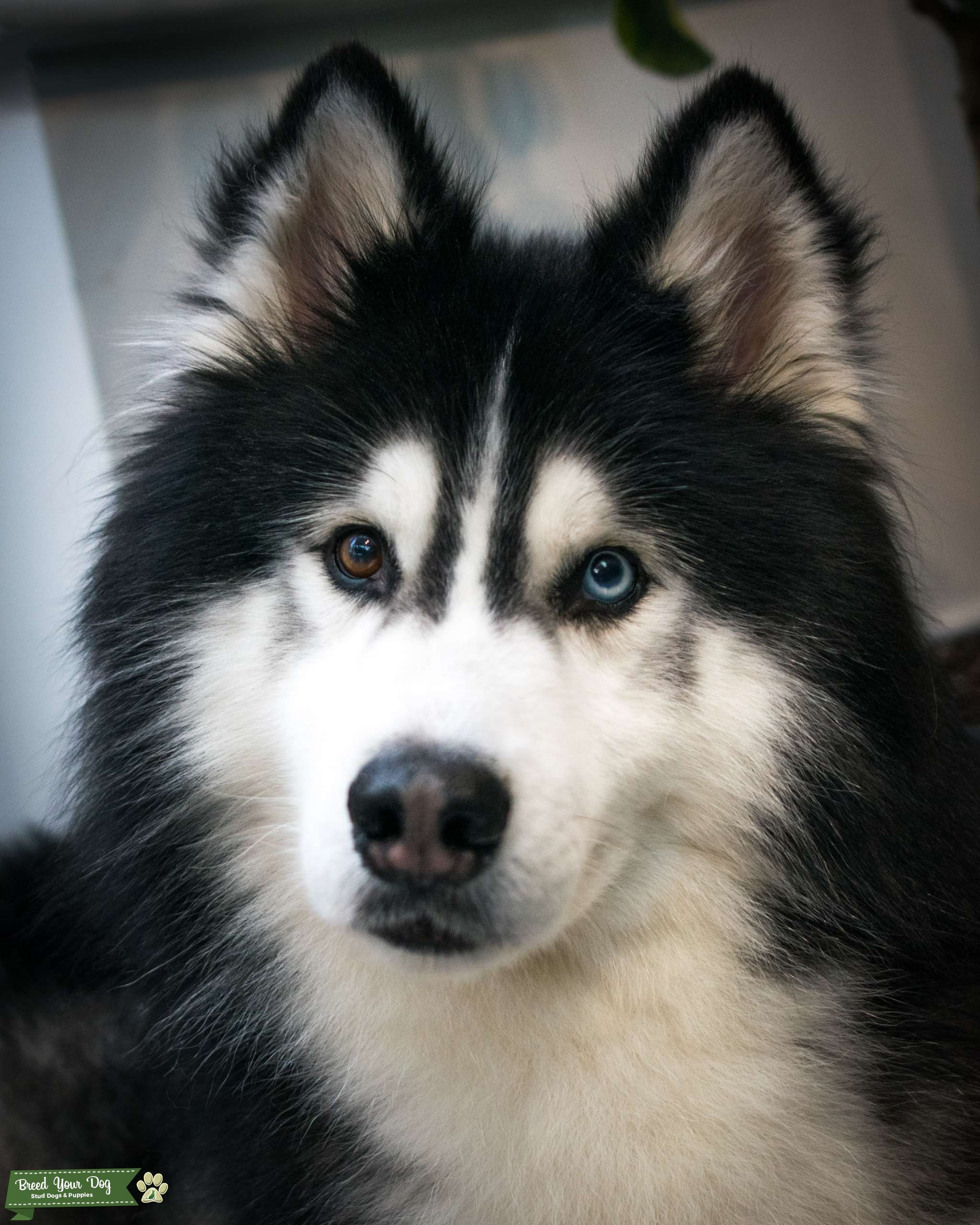 Syberian Husky Proven Stud - Stud Dog in Nottinghamshire, the United ...