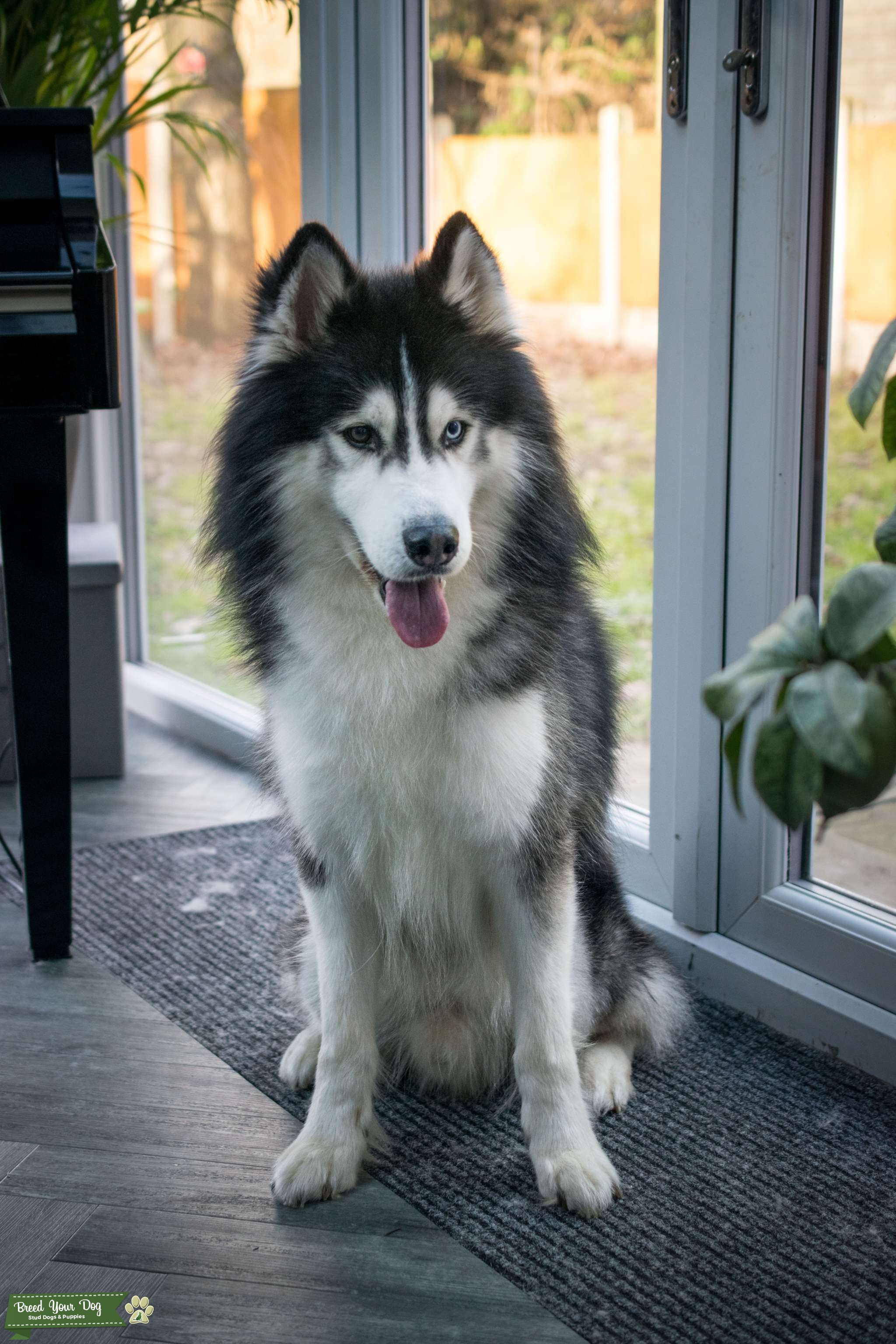 Syberian Husky Proven Stud - Stud Dog in Nottinghamshire, the United ...