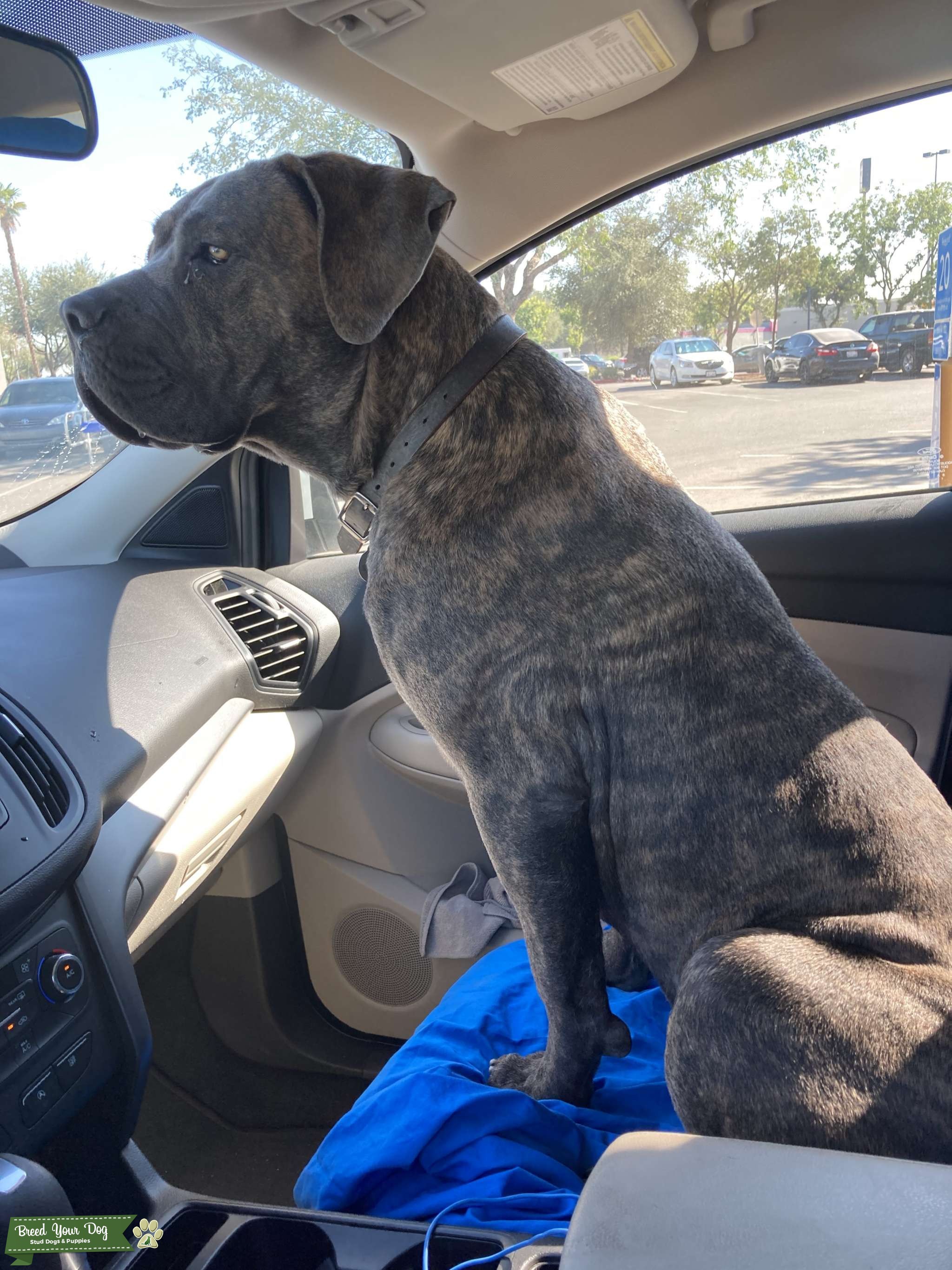 Brindle Cane Corso - Stud Dog in California, Australia | Breed Your Dog