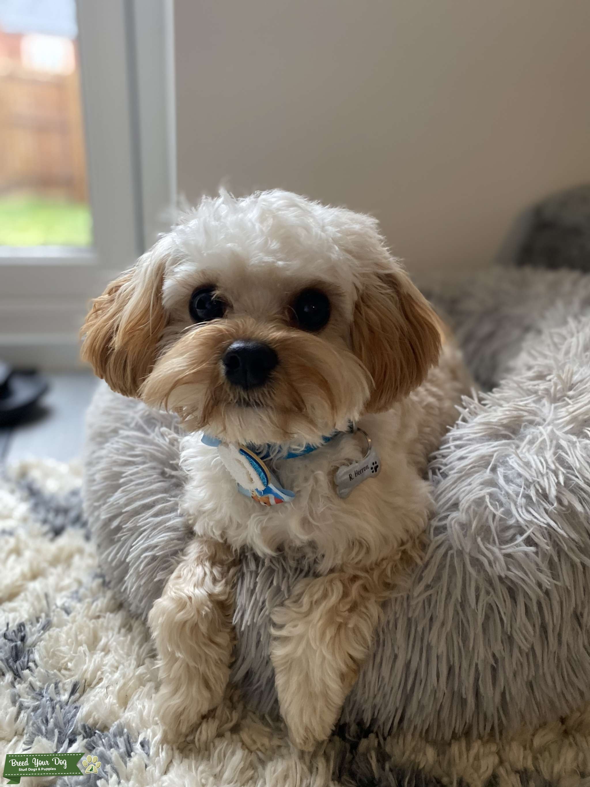 Apricot/cream Cavapoochon - Stud Dog in Northamptonshire , the United ...