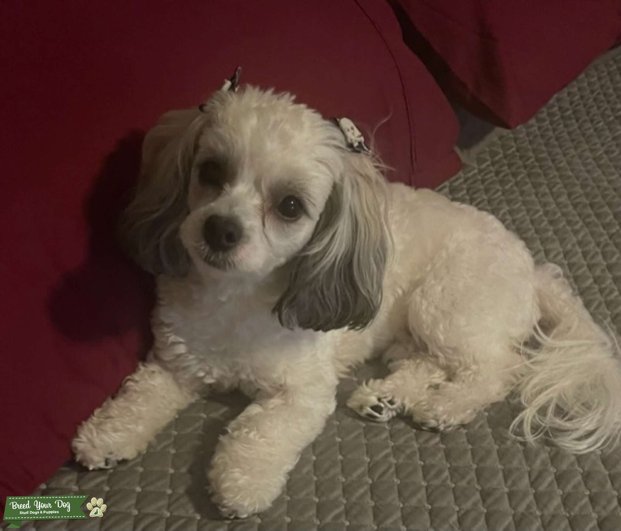 My Poochie - Stud Dog in Atlanta, Mexico | Breed Your Dog