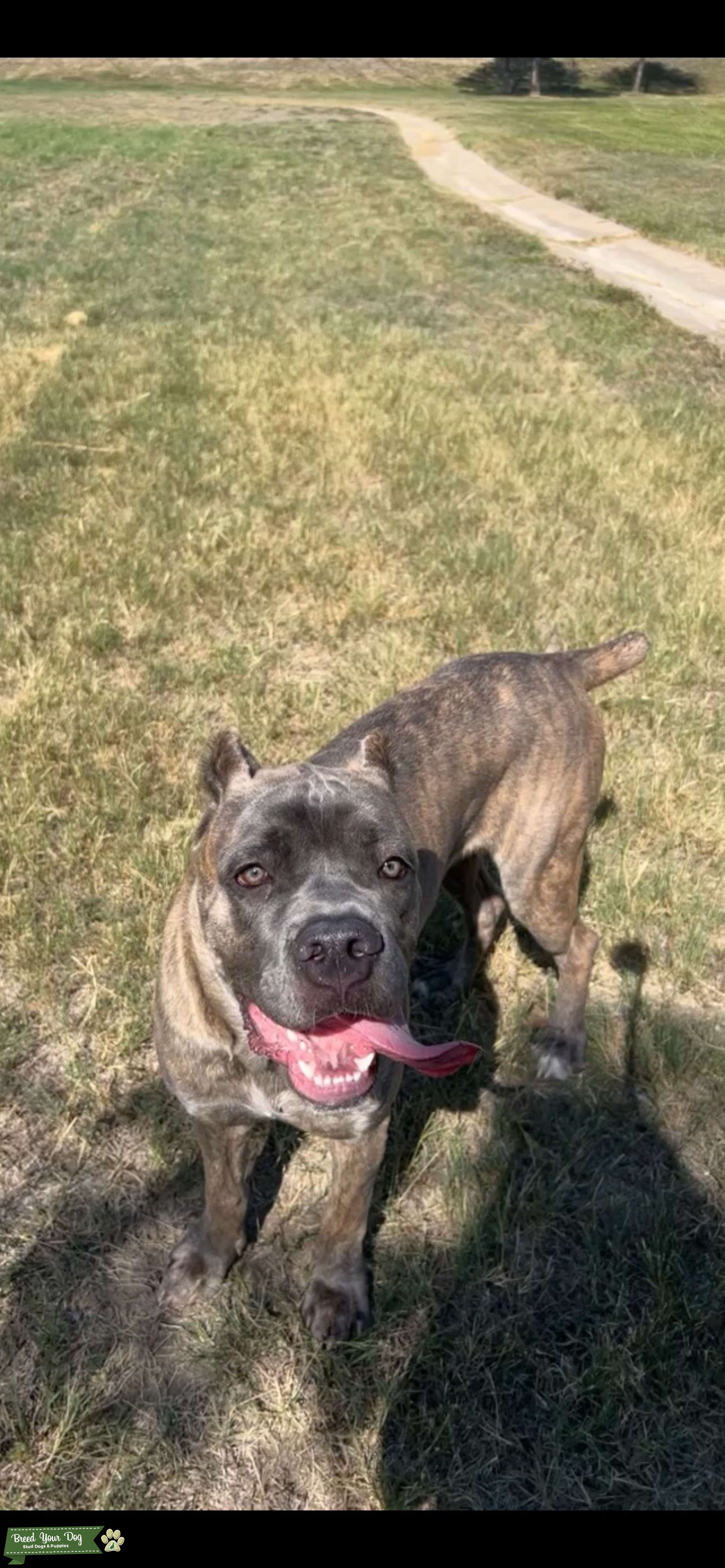 Cane Corso stud - Stud Dog in Maryland, the United States | Breed Your Dog