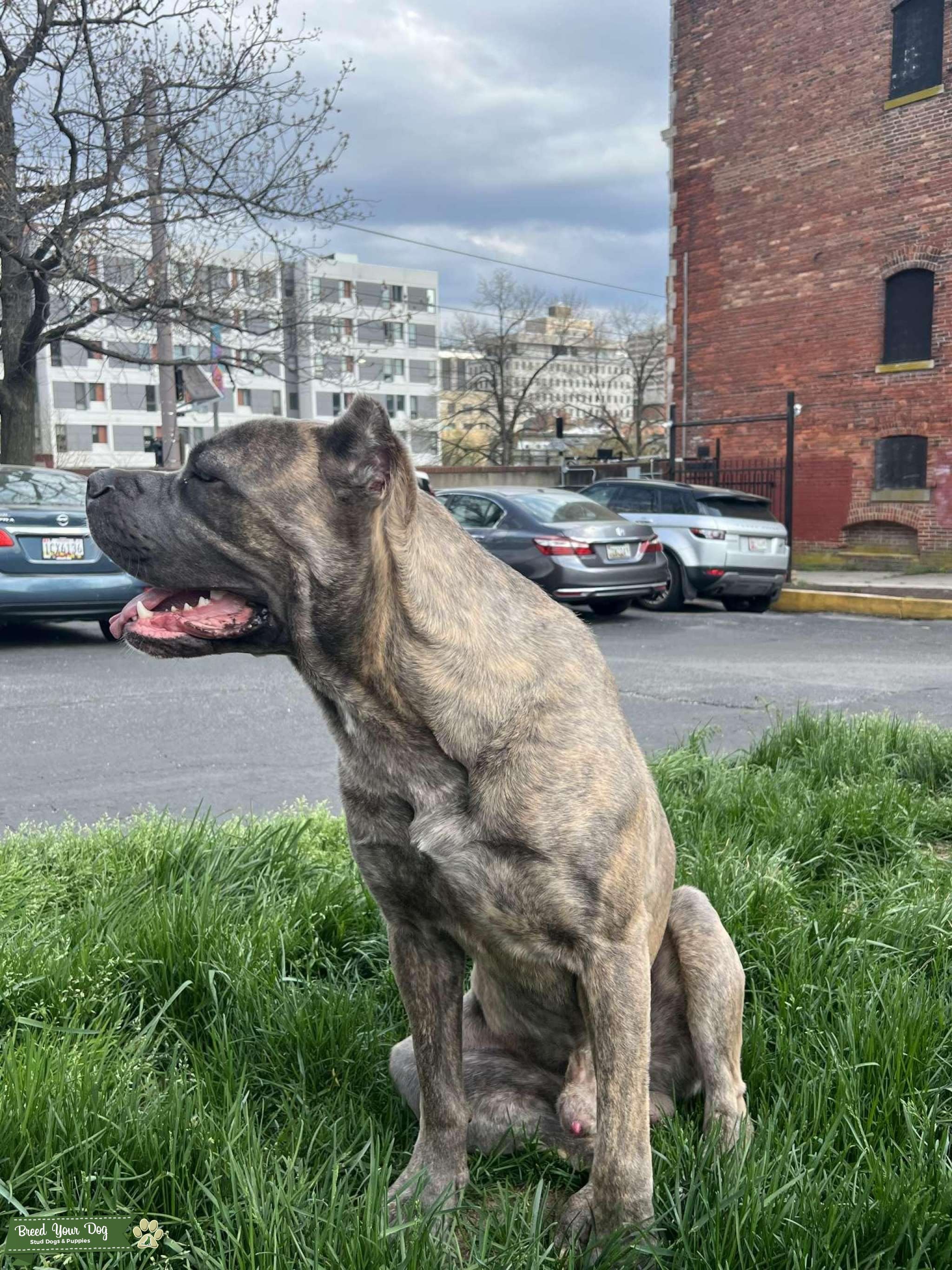 Cane Corso stud - Stud Dog in Maryland, the United States | Breed Your Dog