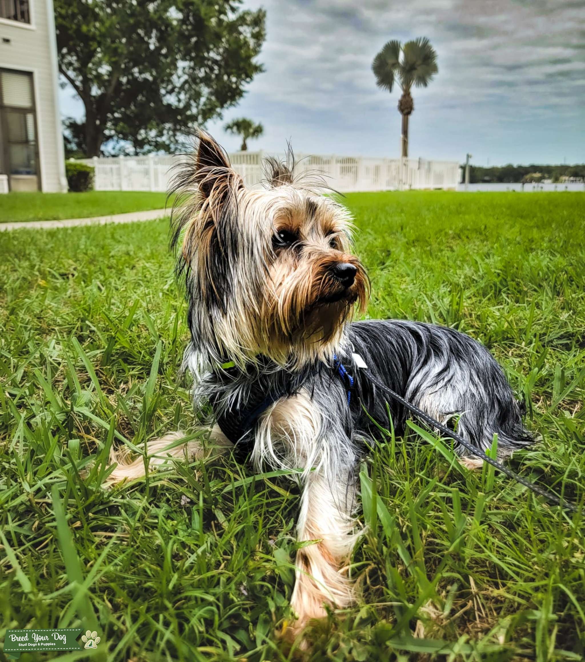 Beautiful Yorkshire Terrier - Stud Dog in Florida , United Kingdom ...