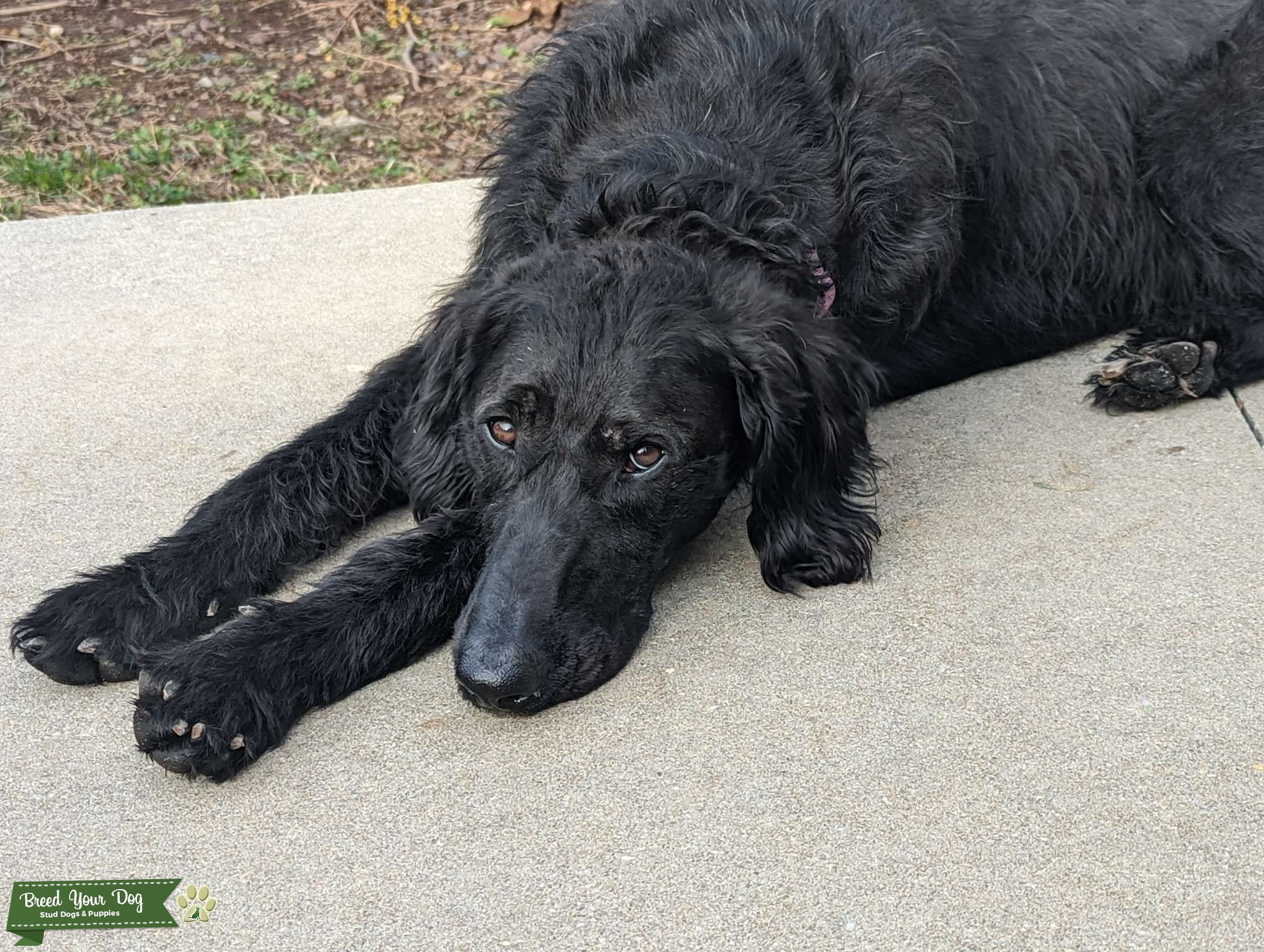 *Serious Inquiries Only*: Rhodesian Ridgeback/ Standard Poodle - Stud ...