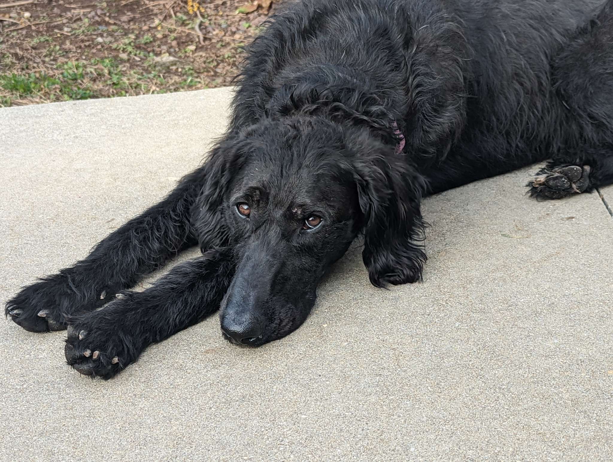 *Serious Inquiries Only*: Rhodesian Ridgeback/ Standard Poodle - Stud ...
