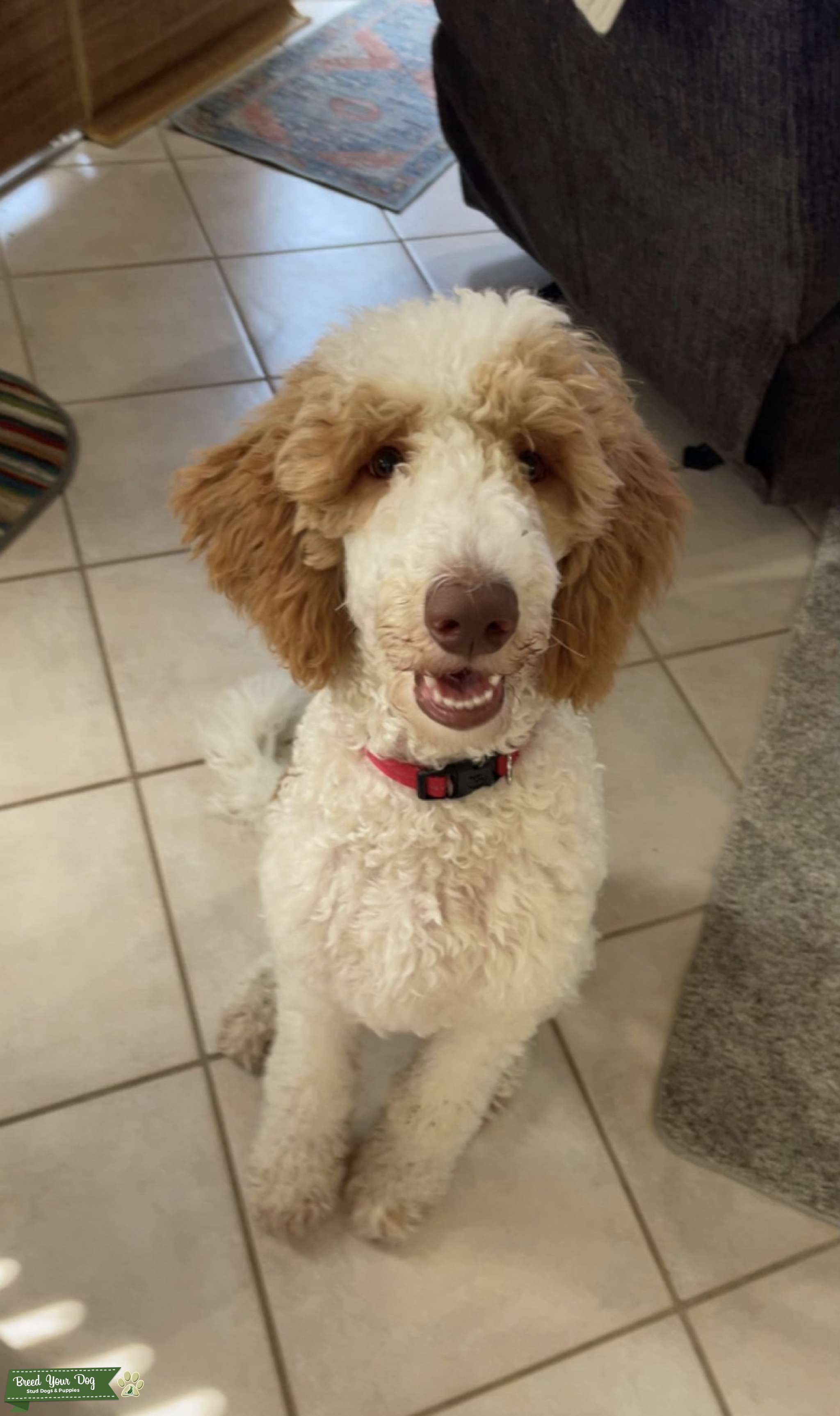 Brown based red parti standard poodle - Stud Dog Florida - Breed Your Dog