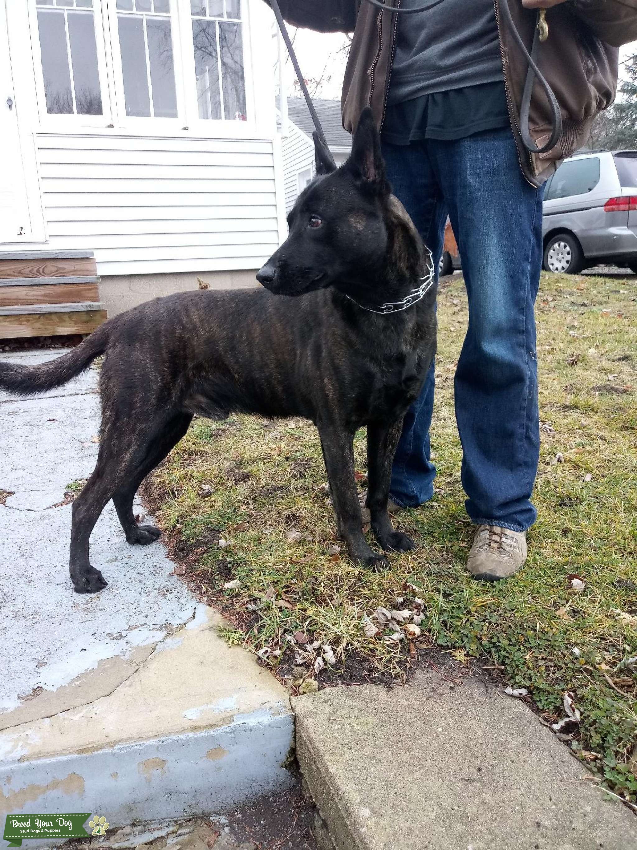 Dutch Shepherd Stud - Stud Dog in Michigan, the United States | Breed ...