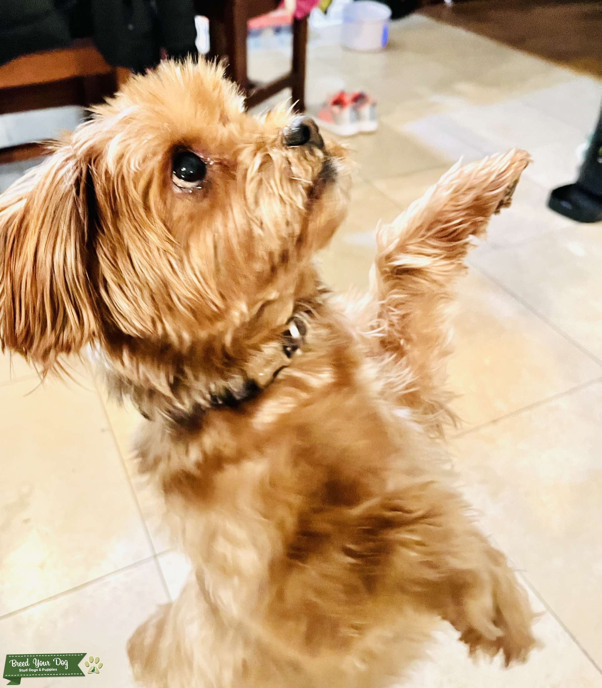 Yorkie-poodle stud - Stud Dog California - Breed Your Dog