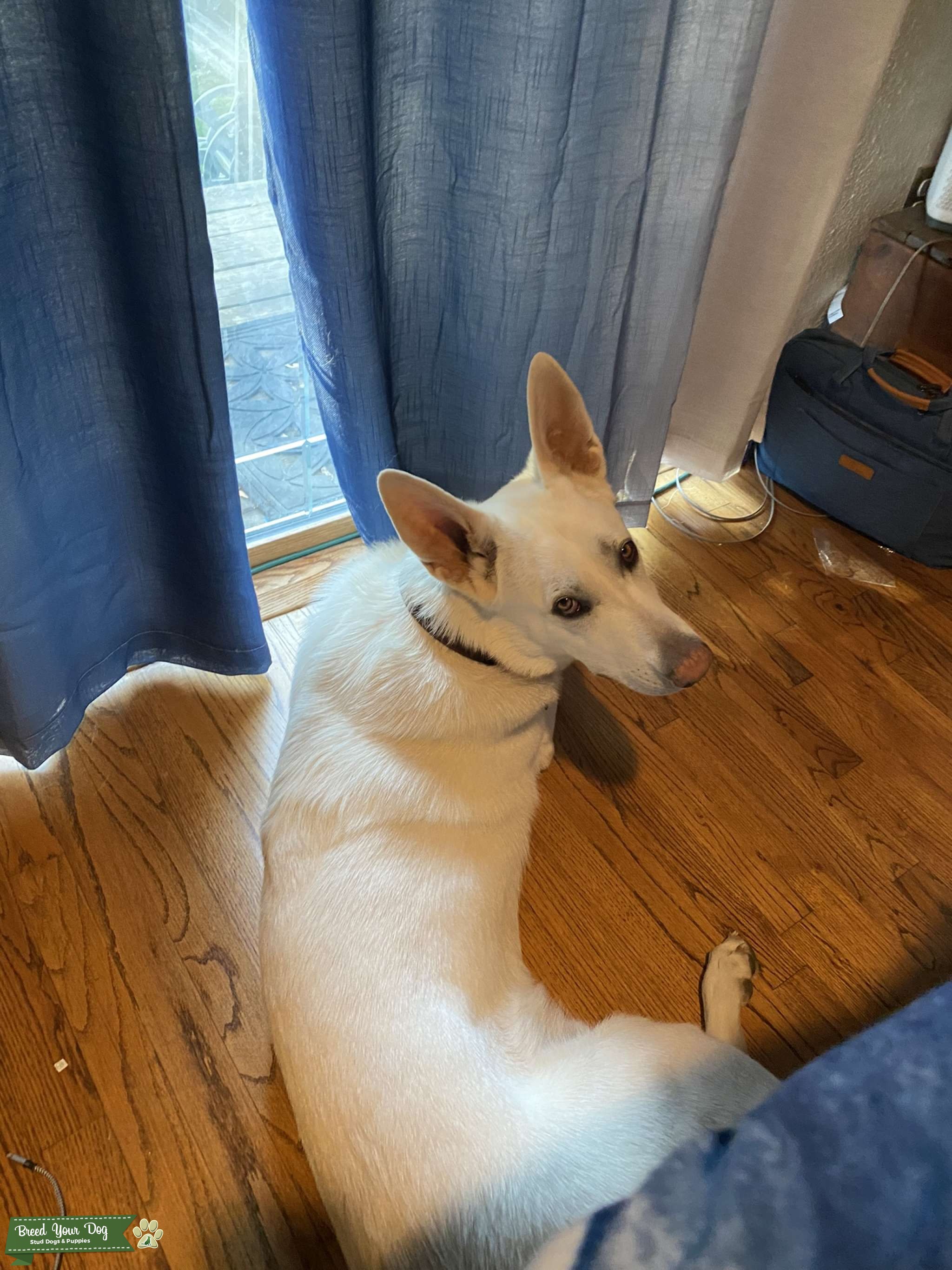 German Shepard dog - Stud Dog Long island - Breed Your Dog