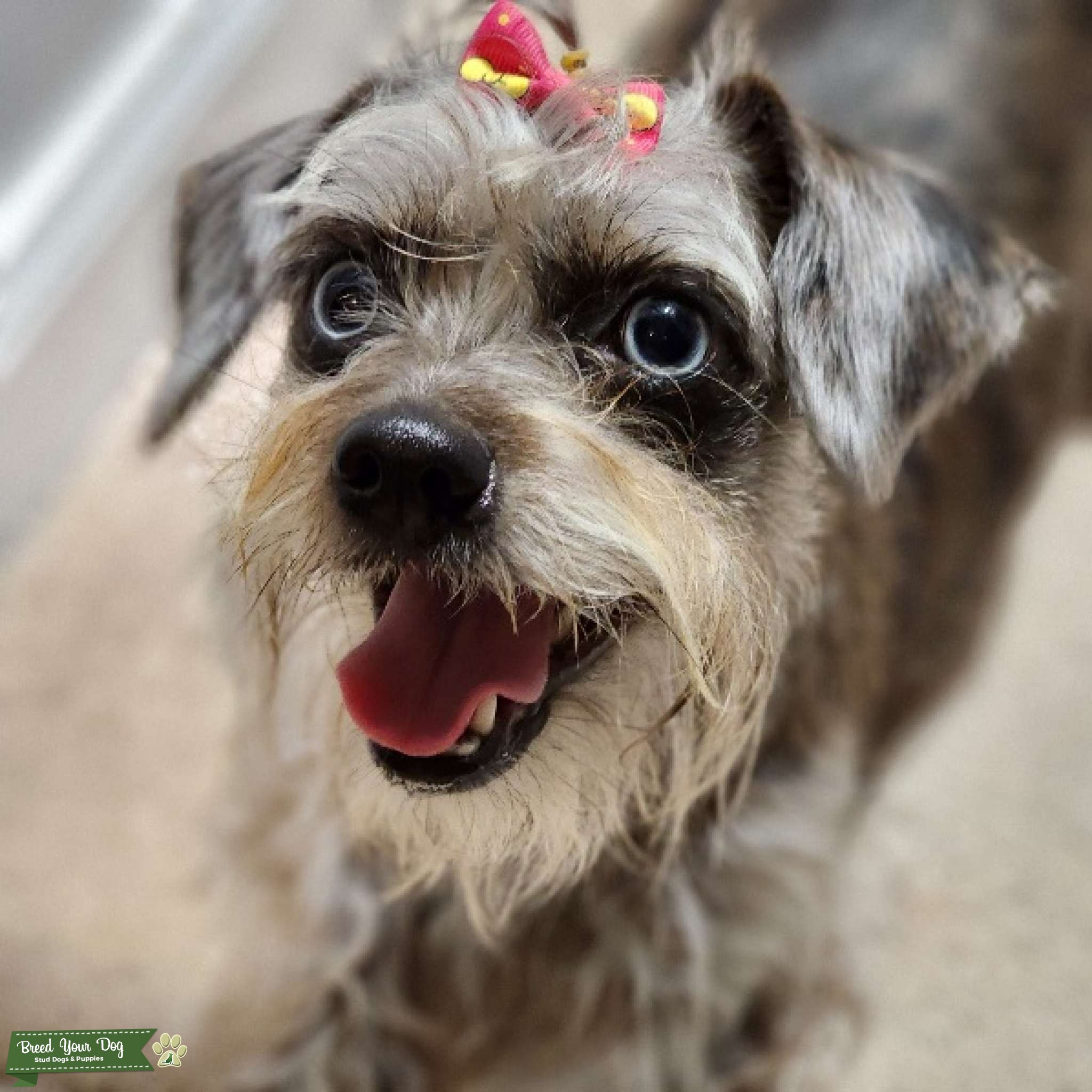 Merle blue miniature schnauzer - Stud Dog Florida - Breed Your Dog