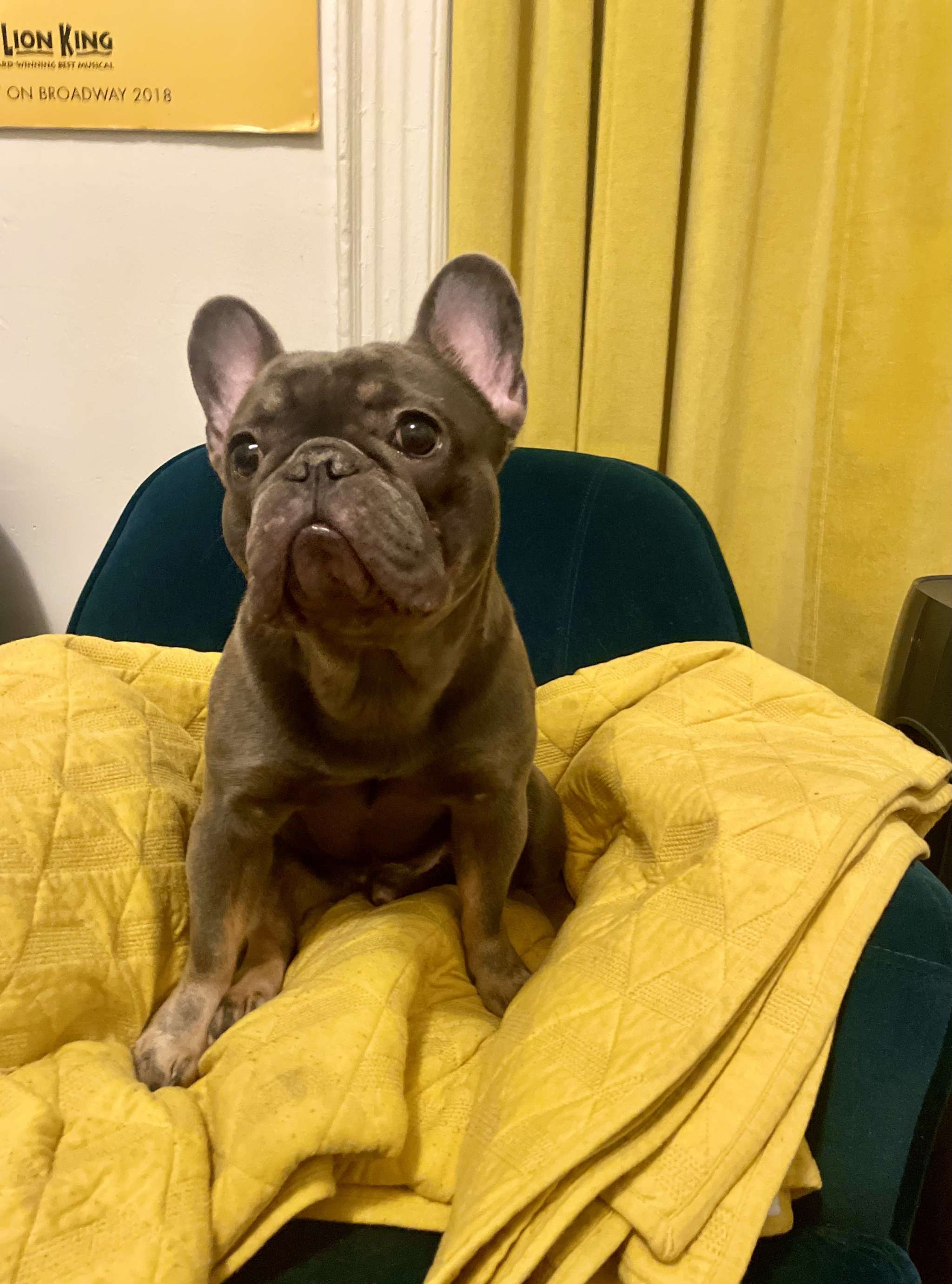 Blue & Tan Frenchie - Stud Dog in NY, United States | Breed Your Dog