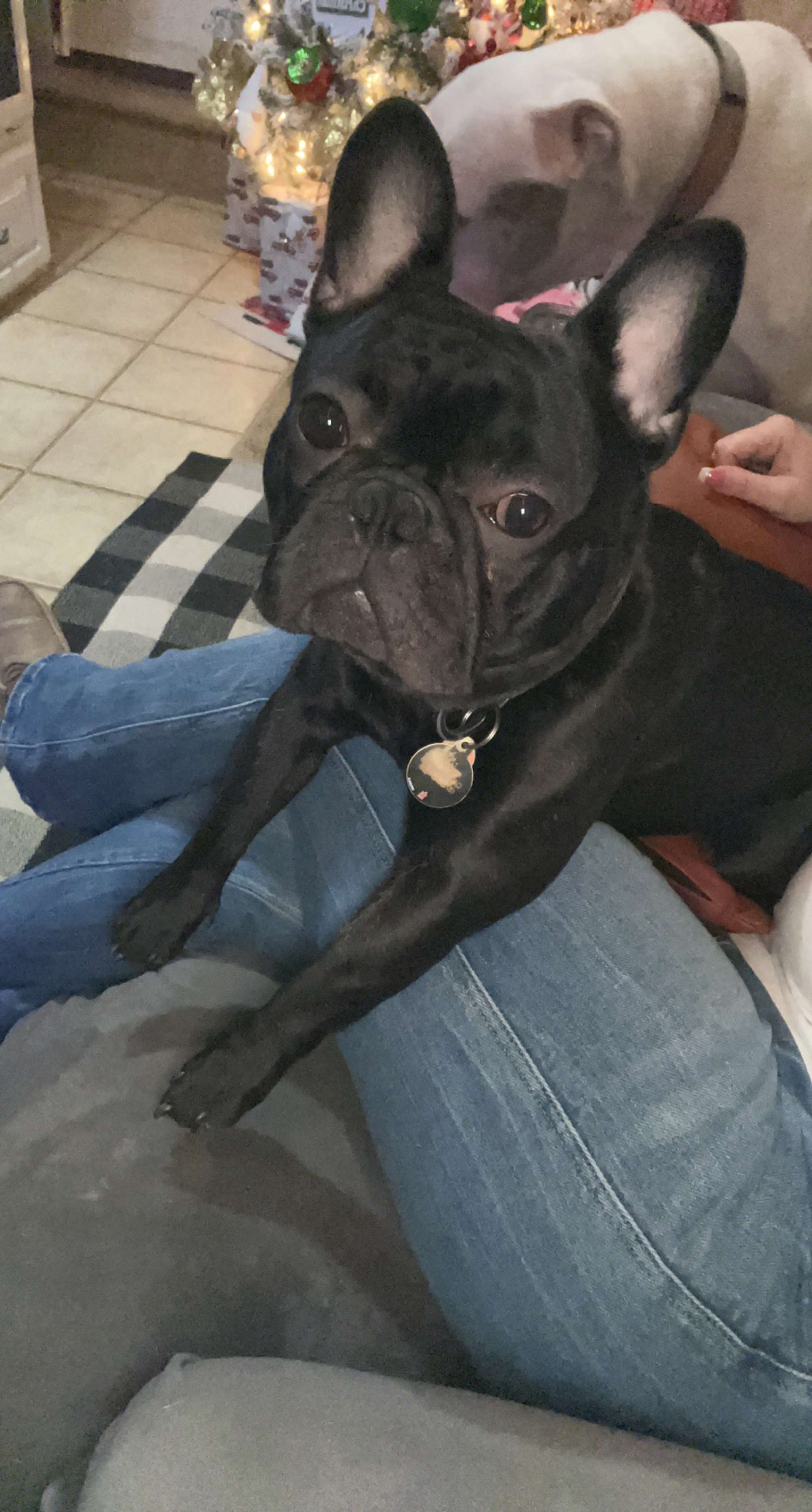 Stud for hire - Stud Dog in Memphis, United States | Breed Your Dog