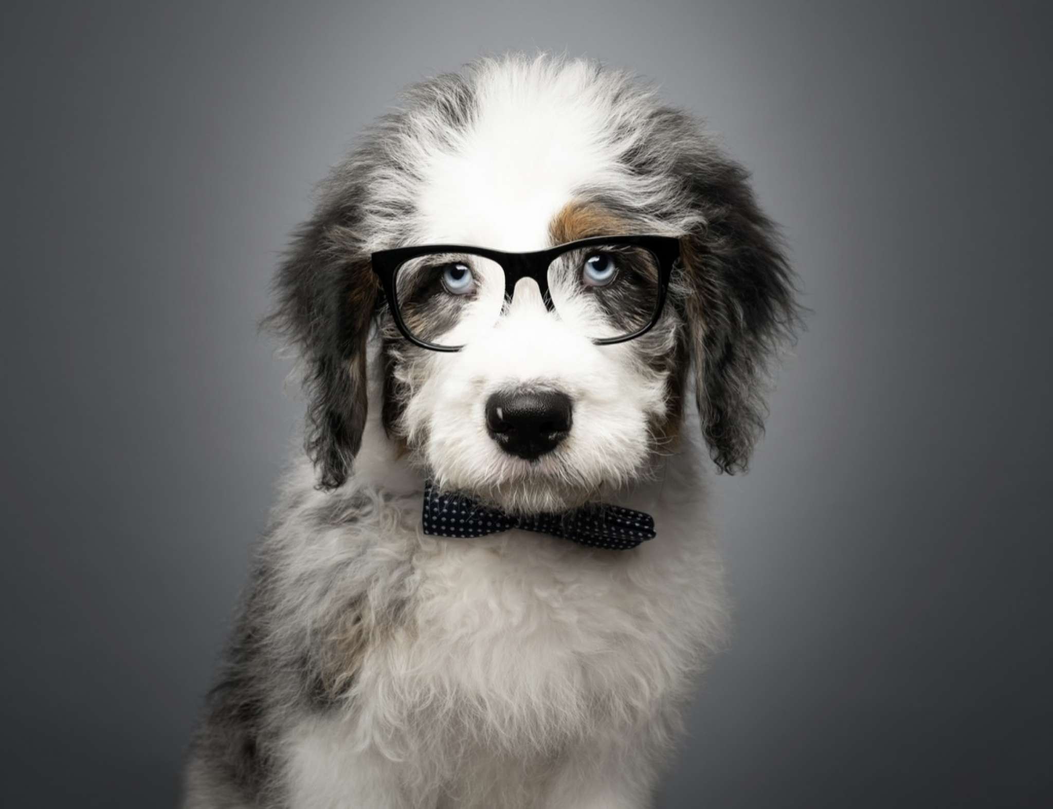 Blue Eyed Tri-Color Blue Merle Bernedoodle Stud - Stud Dog in Miami ...