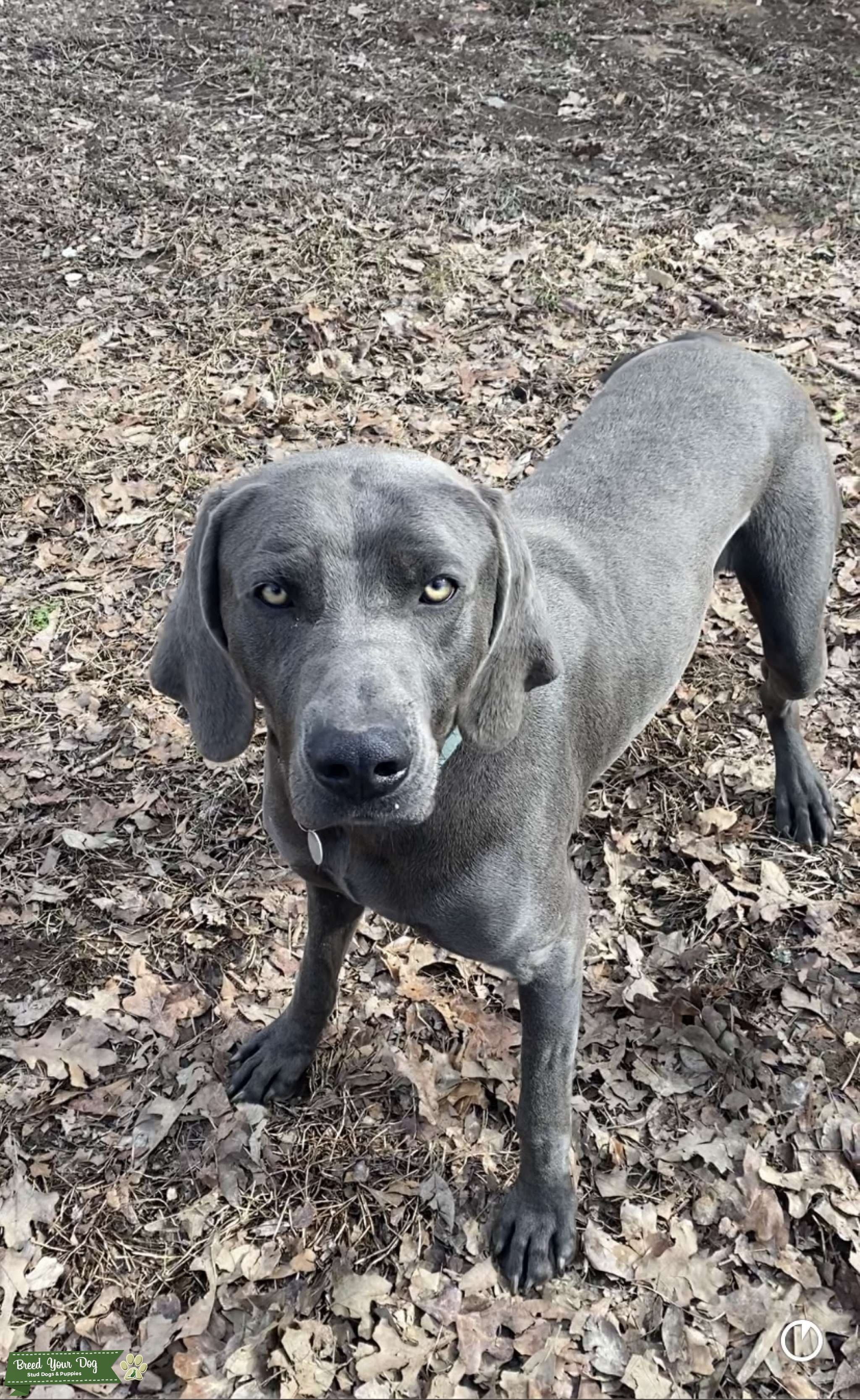 Blue Weimaraner - Stud Dog in Arkansas, the United States | Breed Your Dog