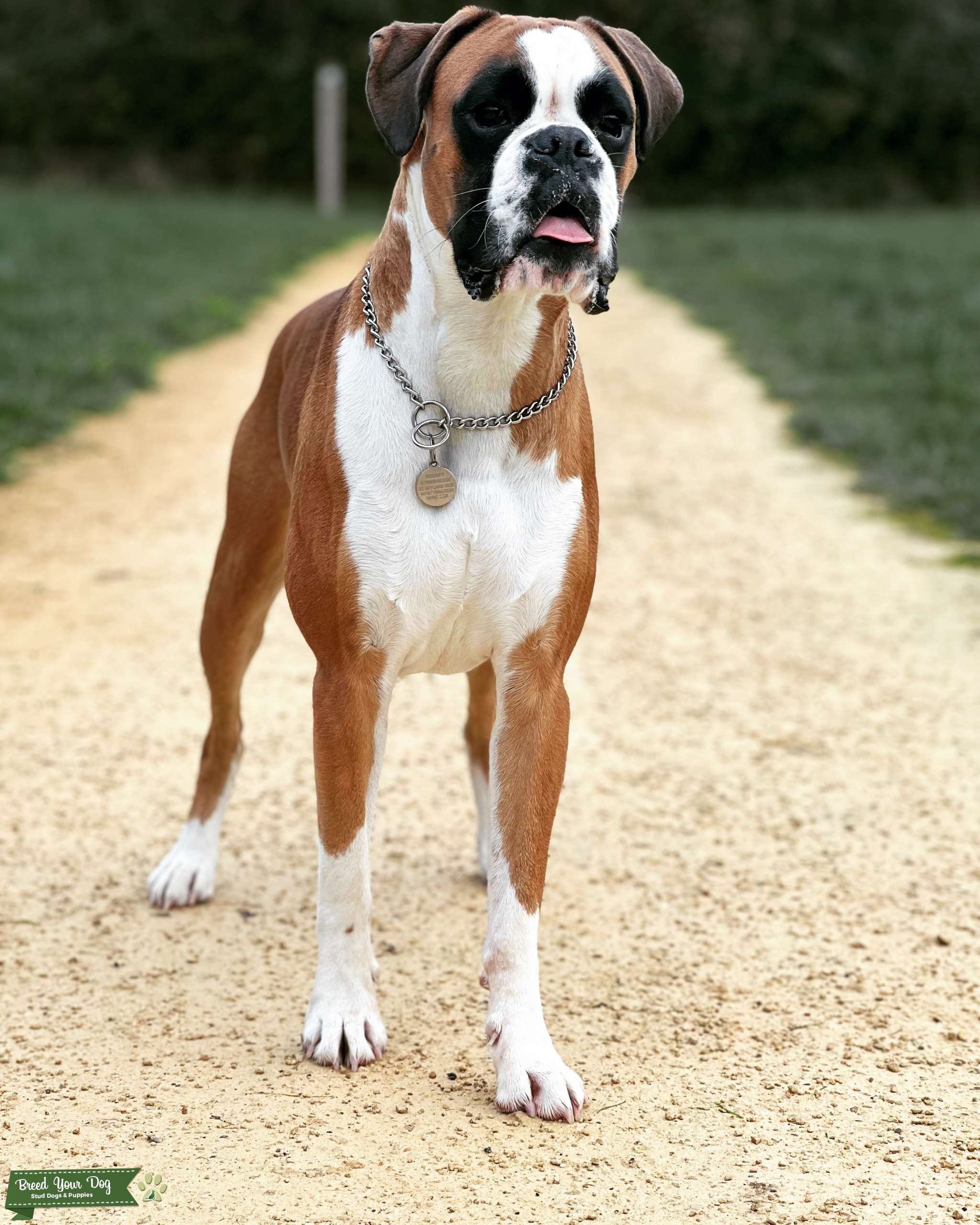 Boxer - Stud Dog in Worcestershire, the United Kingdom | Breed Your Dog