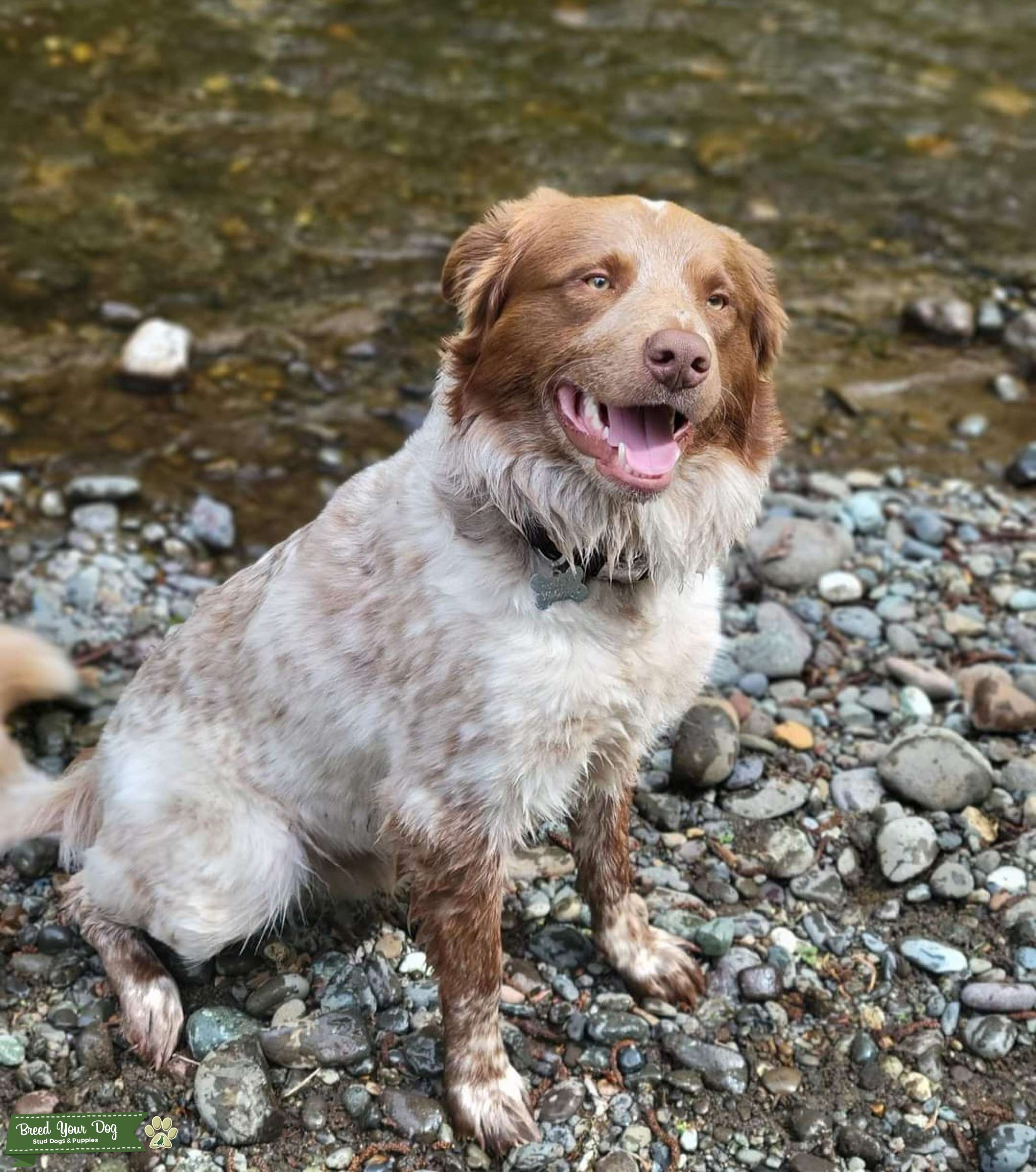 Red Merle Australian Shepherd - Stud Dog WA - Breed Your Dog