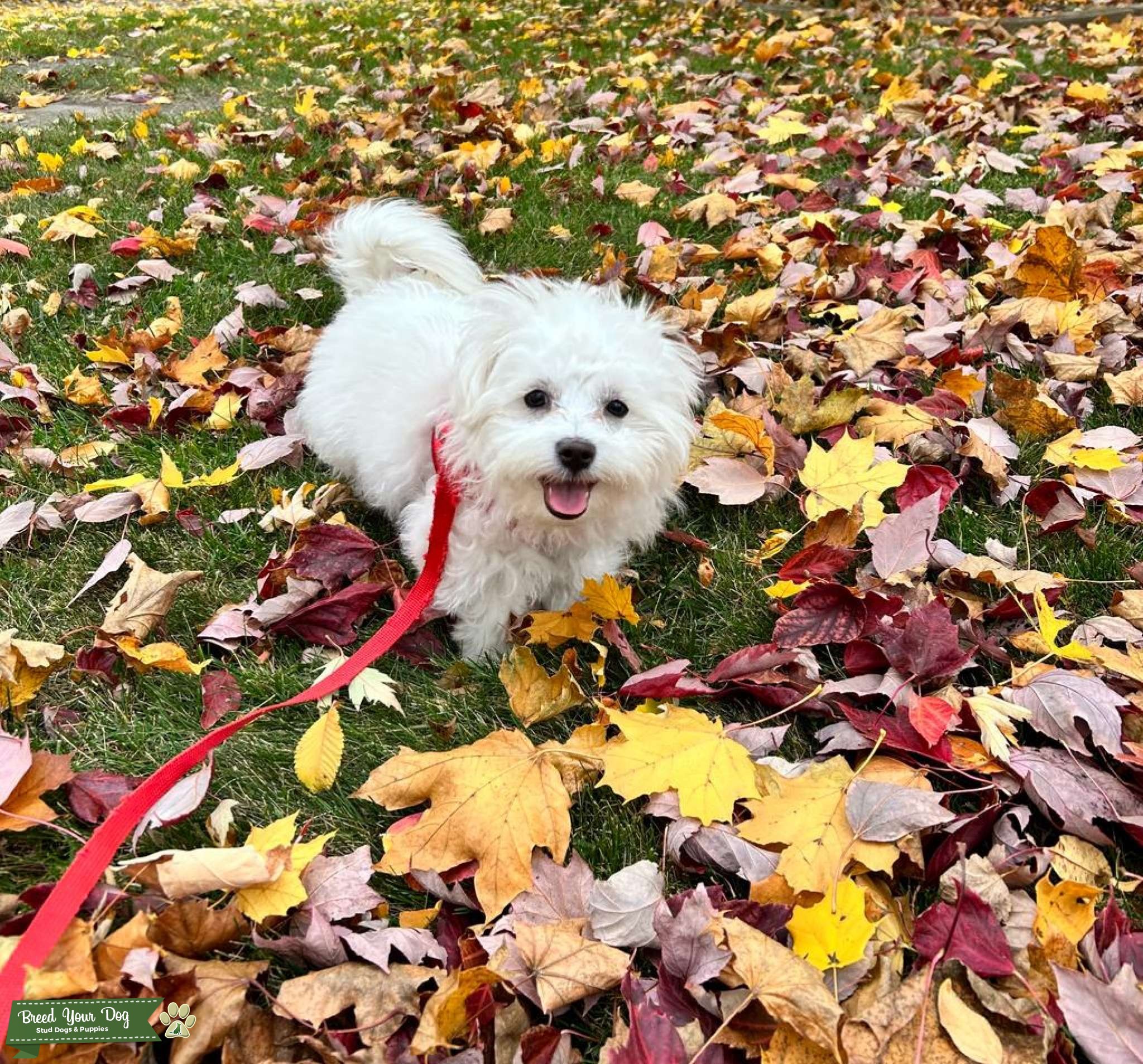 Pure white Maltese - Stud Dog in Schaumburg, United States | Breed Your Dog