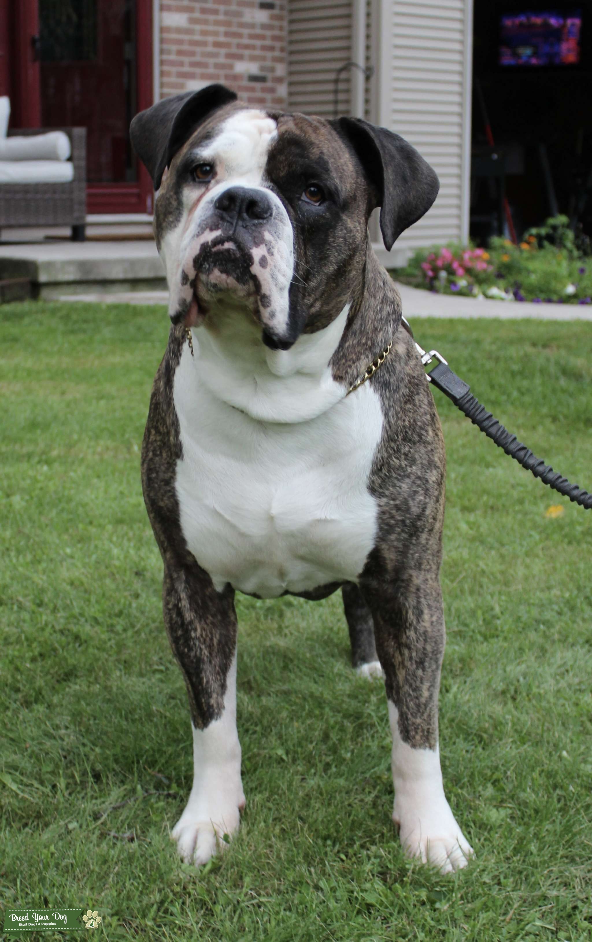 Brindle Stud Olde English Bulldogge - Stud Dog in Ohio, United States ...