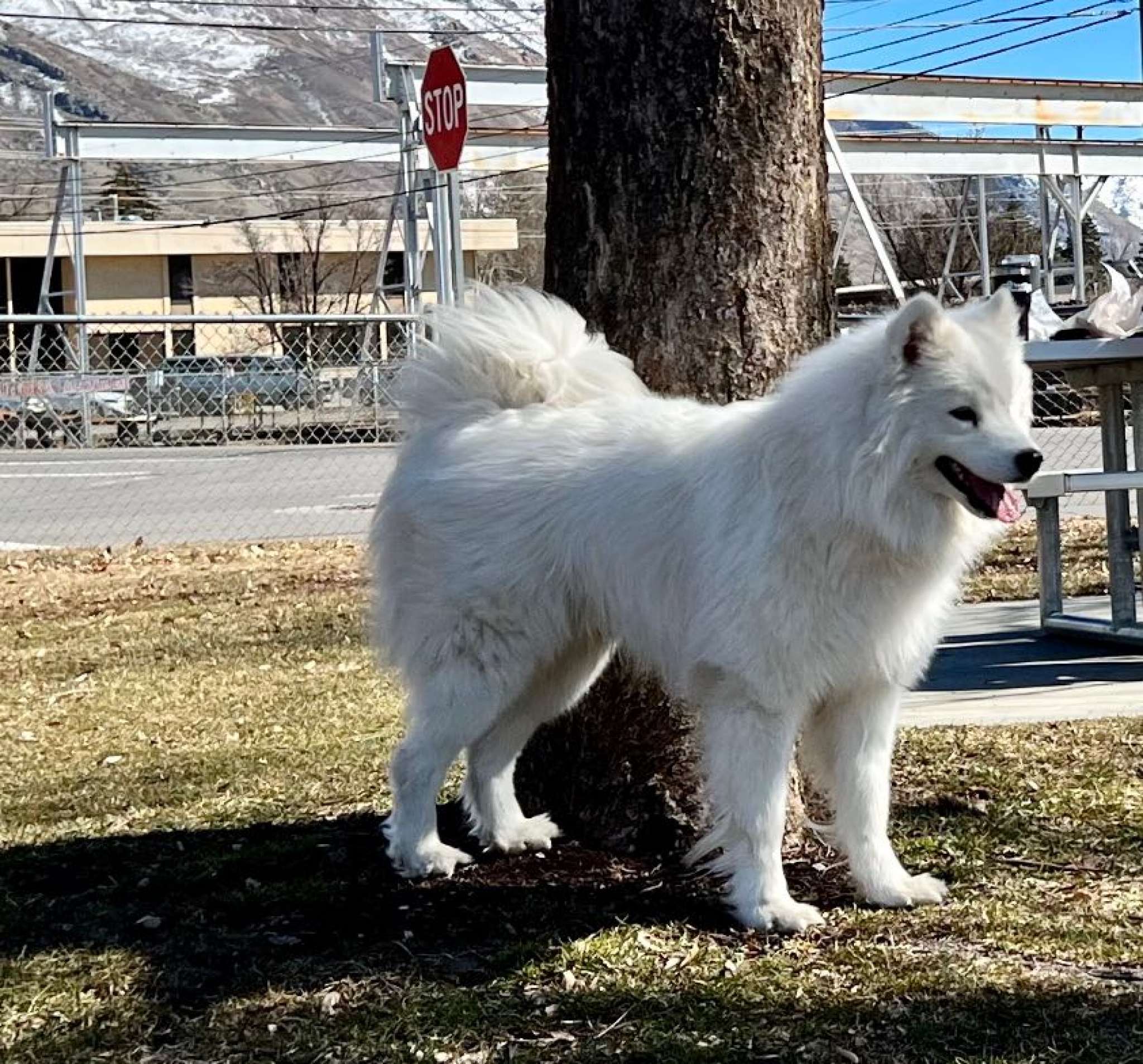 Purebred Samoyed - Stud Dog in Texas, United States | Breed Your Dog