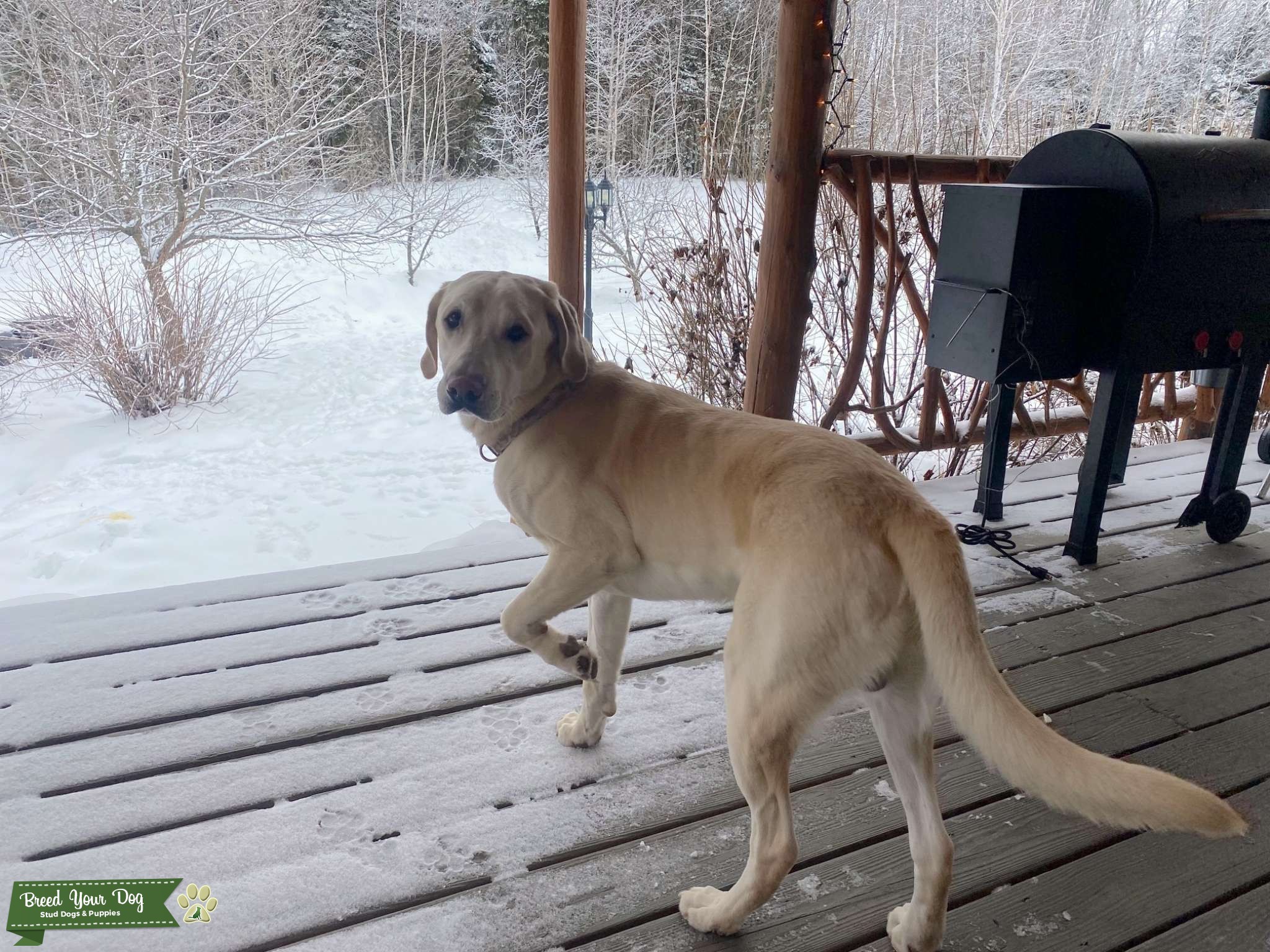 Male Yellow Lab (very light in color) - Stud Dog in WI, the United ...
