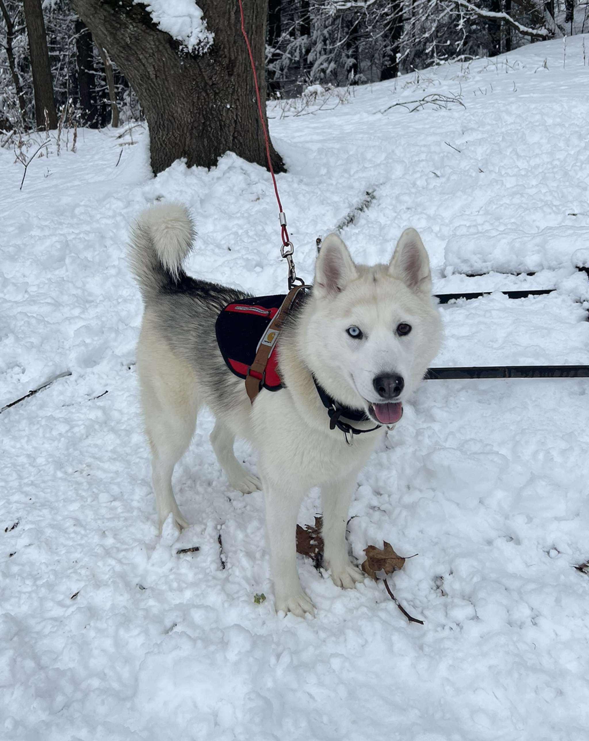 Saddleback Siberian Husky - Stud Dog in Vermont, United States | Breed ...