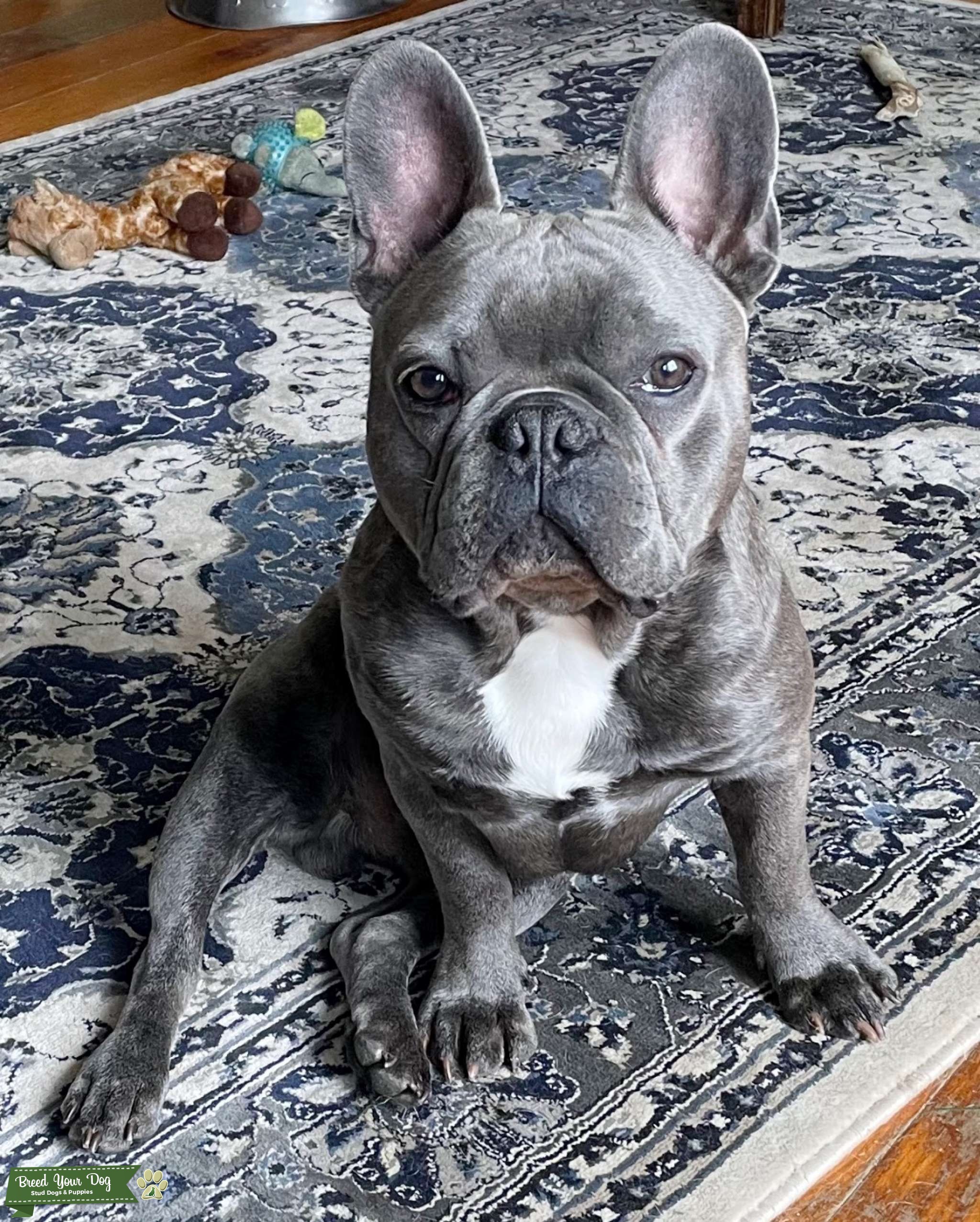 French Bulldog stud - Stud Dog in Massachusetts , the United States ...